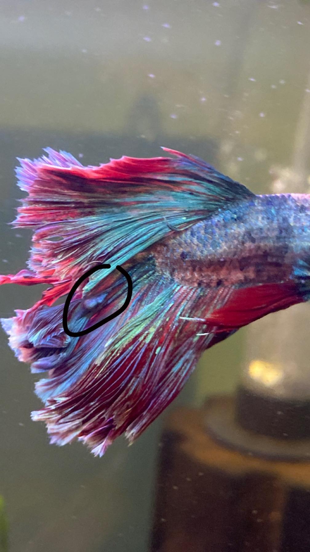 What is this on his fins? | Scrolller