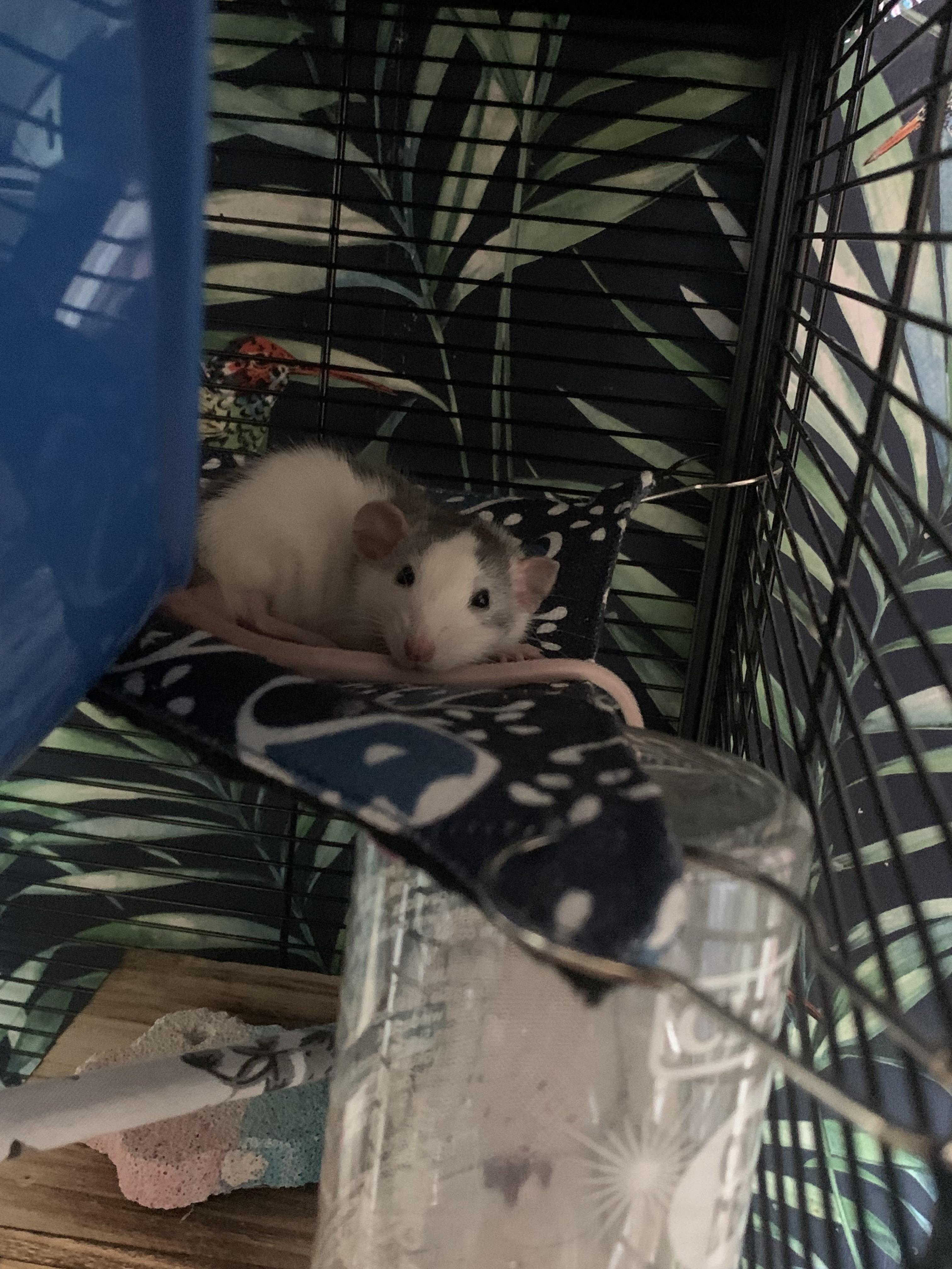 Tips for bonding? | Scrolller