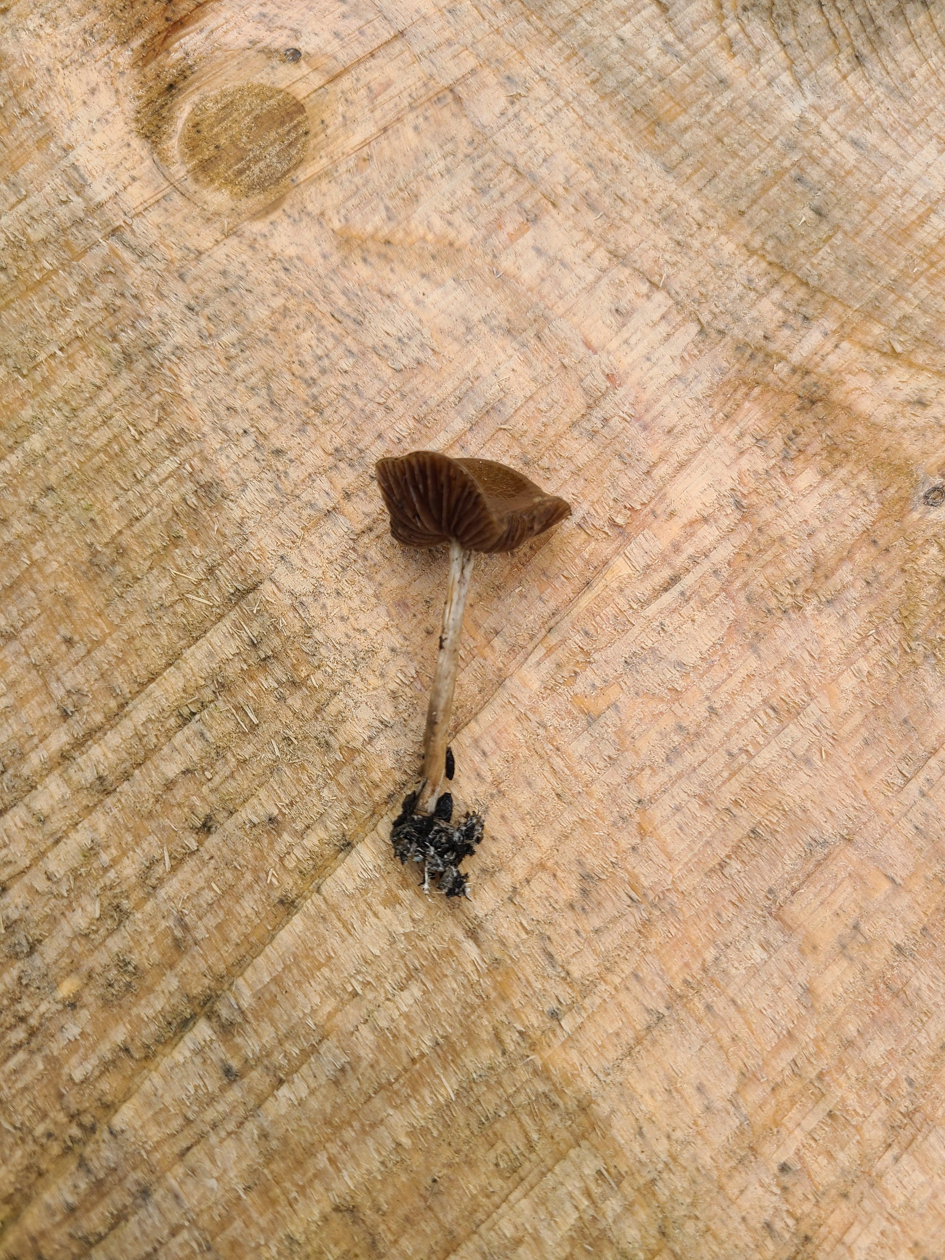 Wave cap? | Scrolller