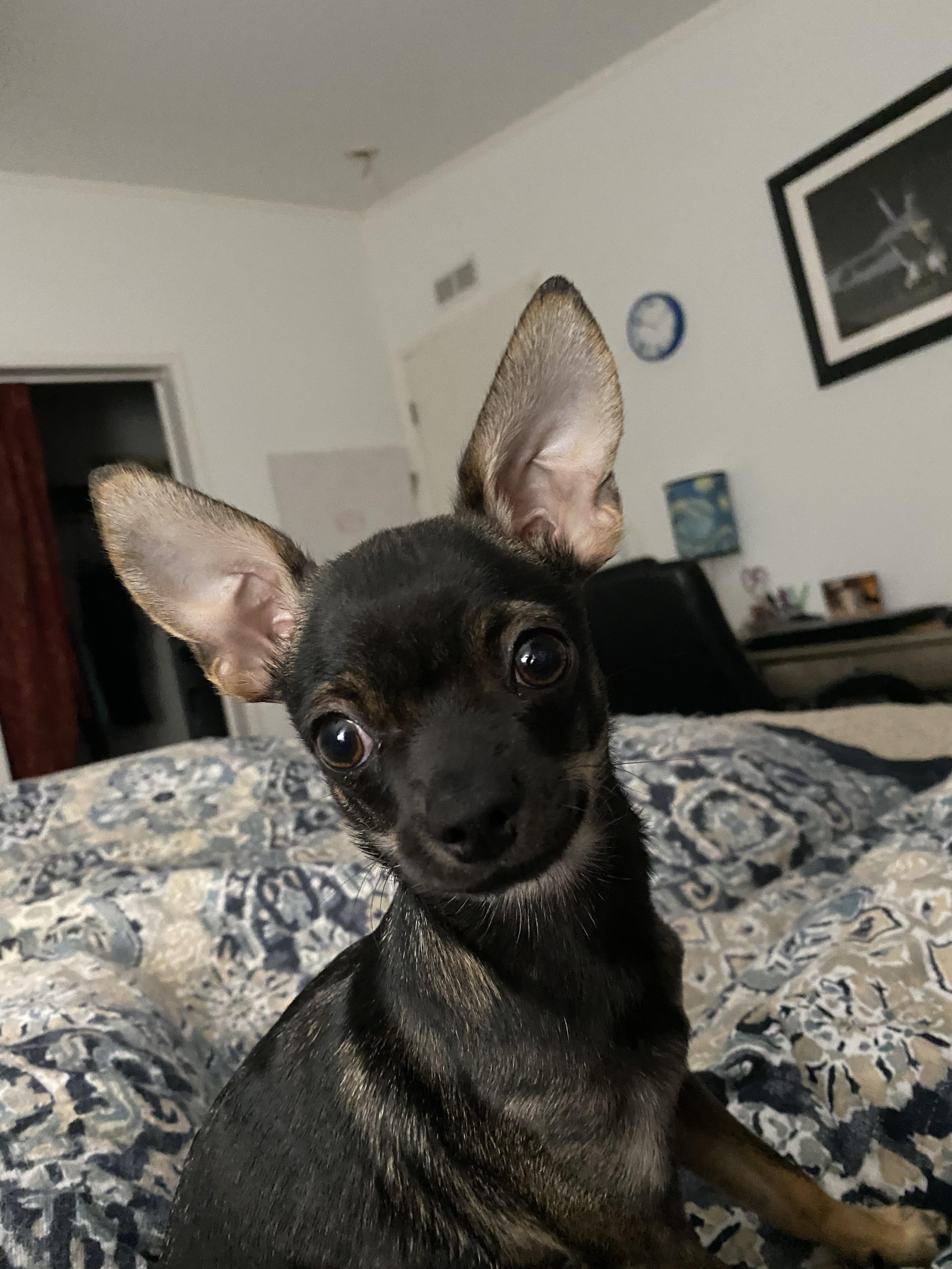 Sweet, sweet Apollo🐶 | Scrolller