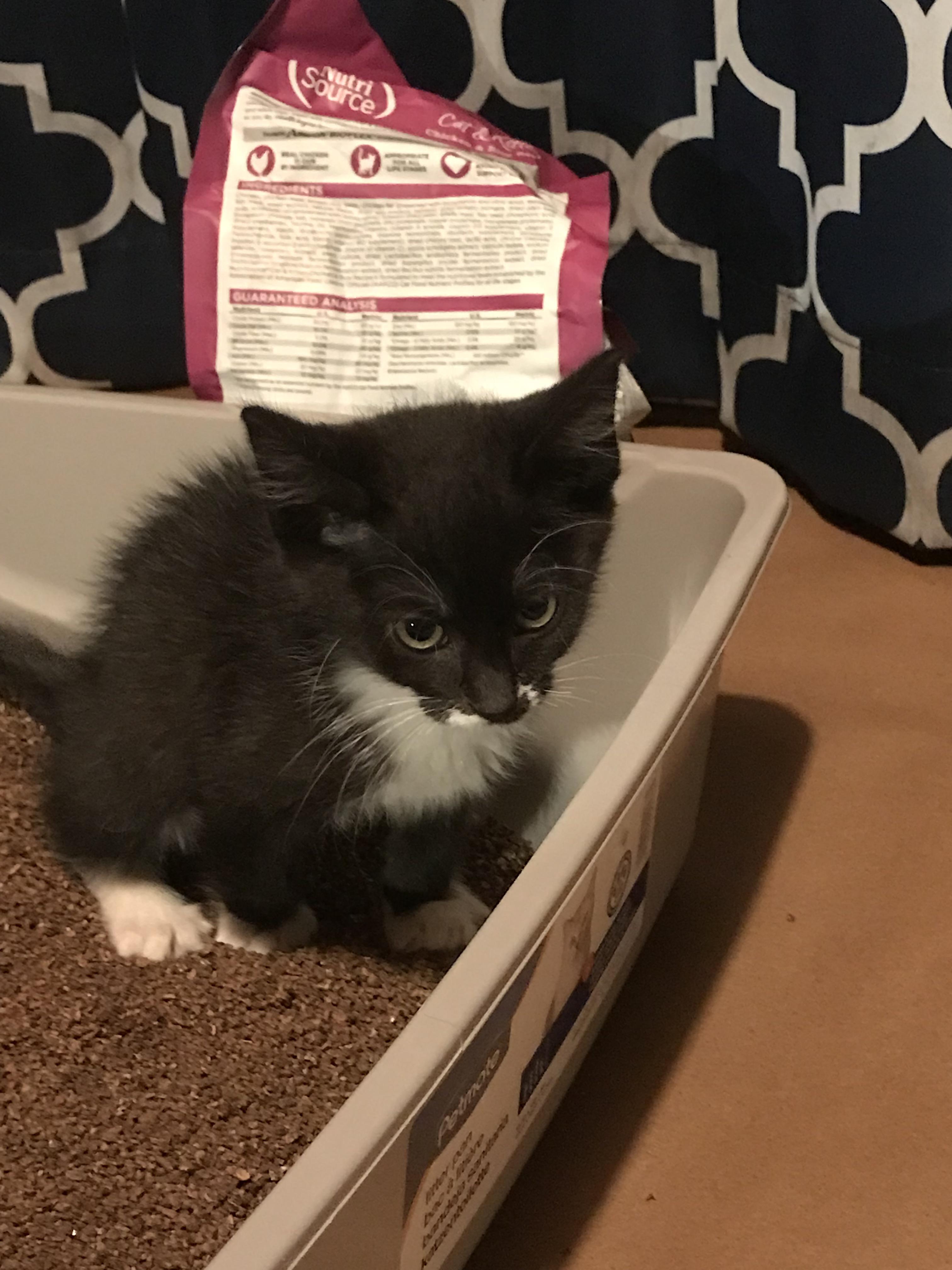 This Is My Sisters New Kitten Trout Shes Evil So Could Someone Make 0382