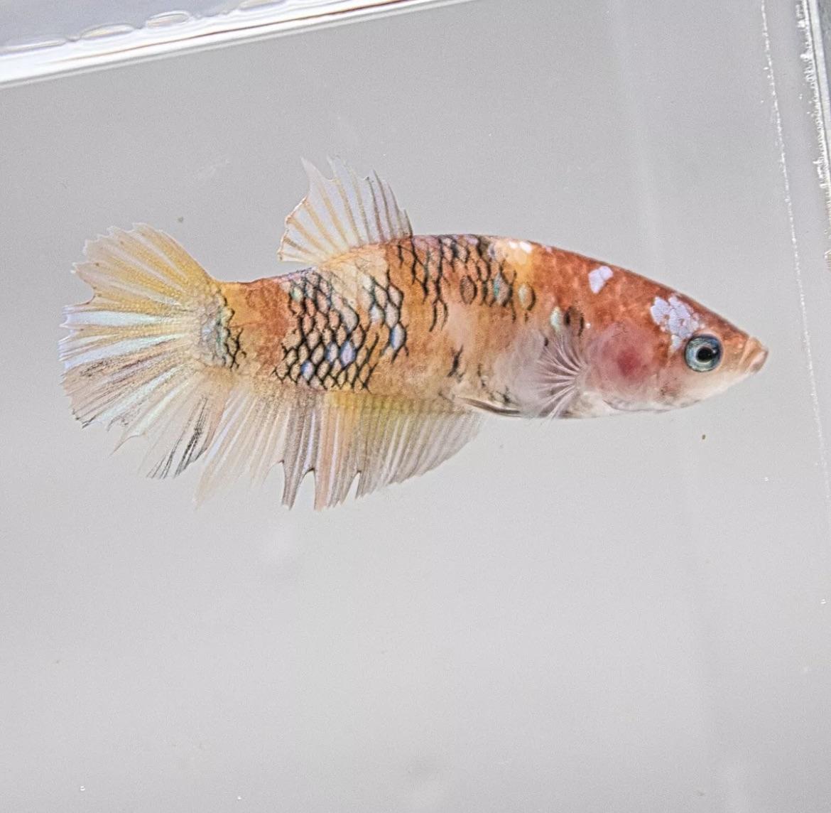 Help choosing/assessing fish | Scrolller