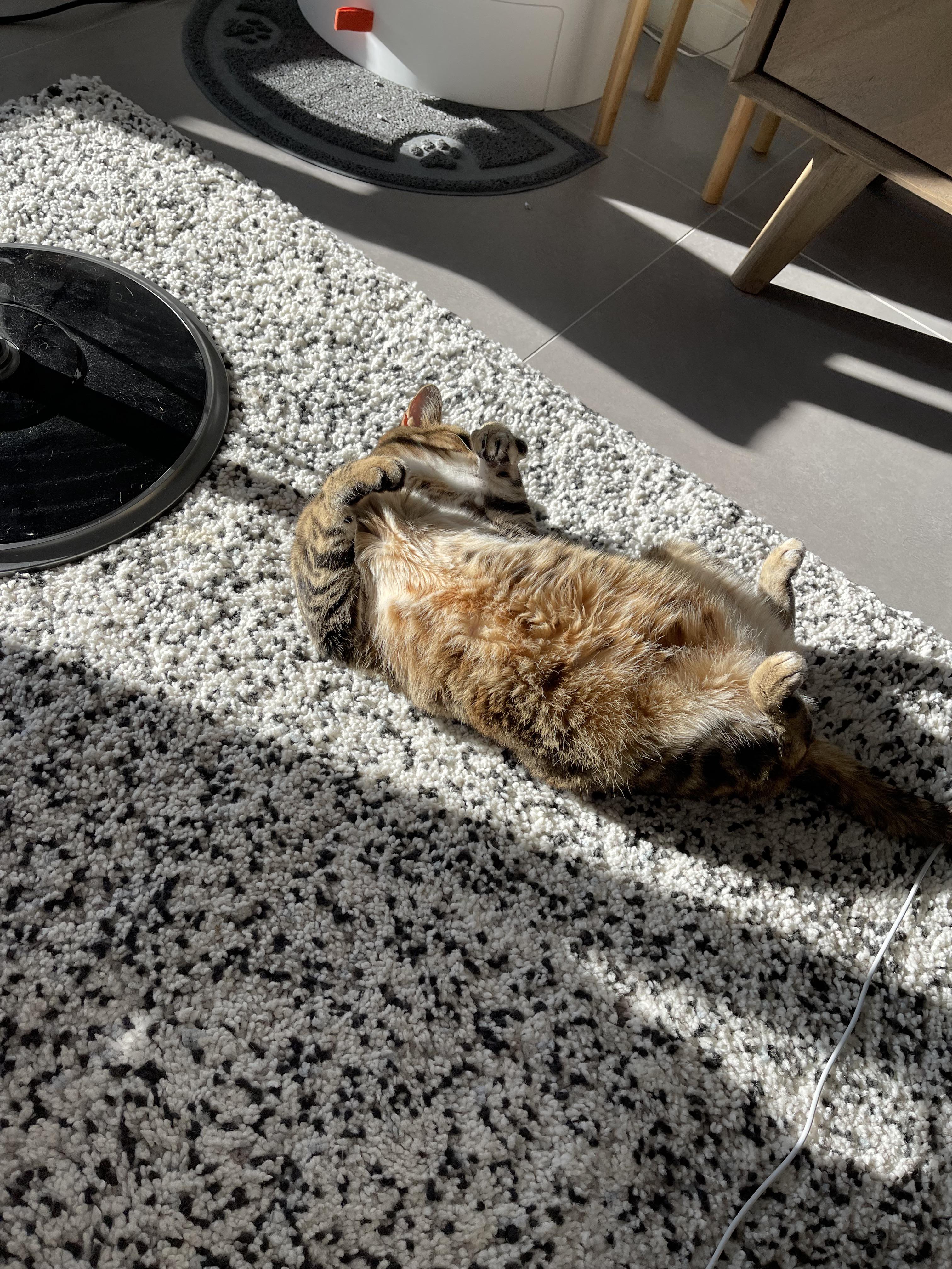 Sunbathing chonk | Scrolller