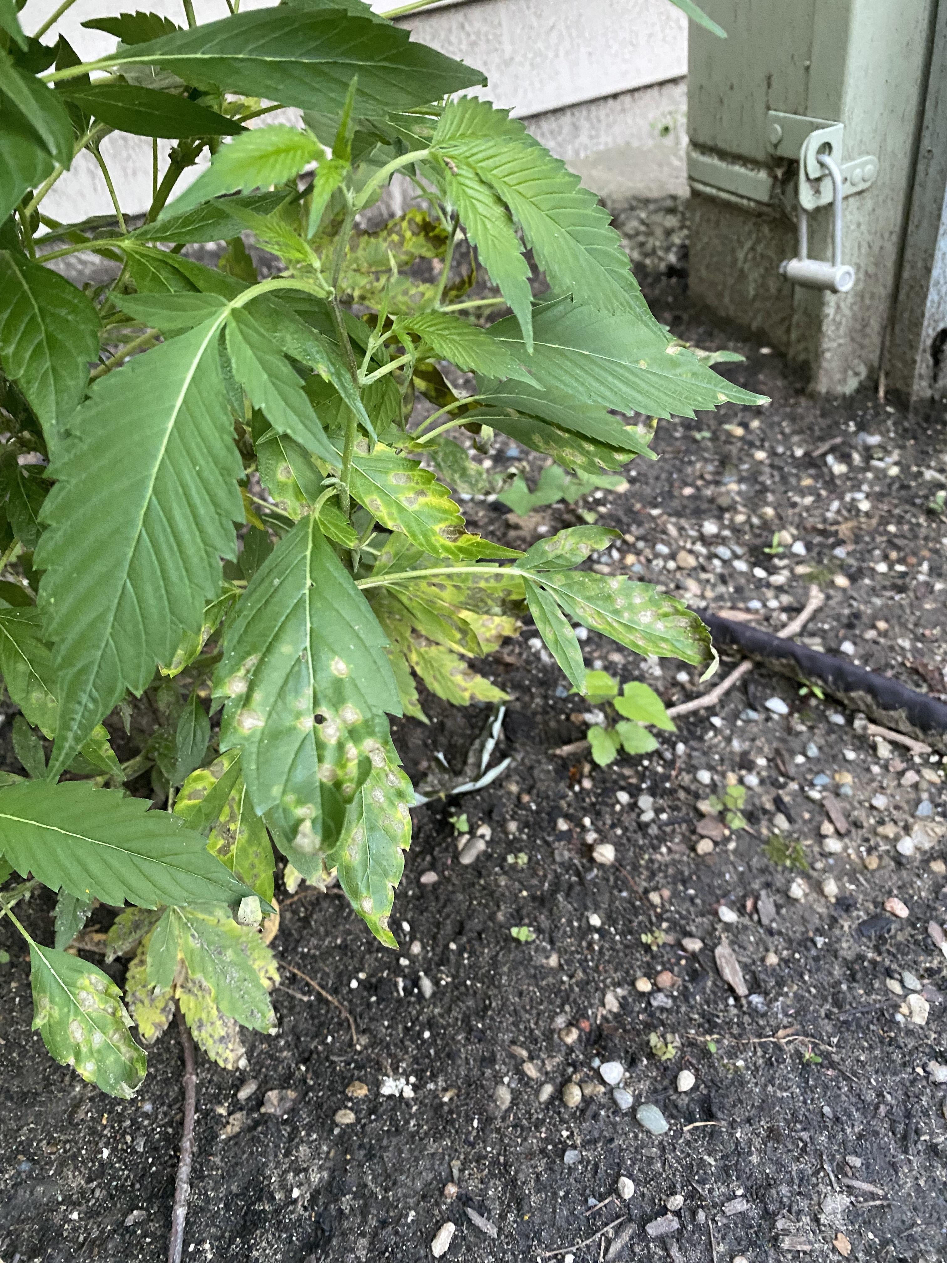 Discover more like Cannabiscultivation: Weird spots and Related Content | Scrolller