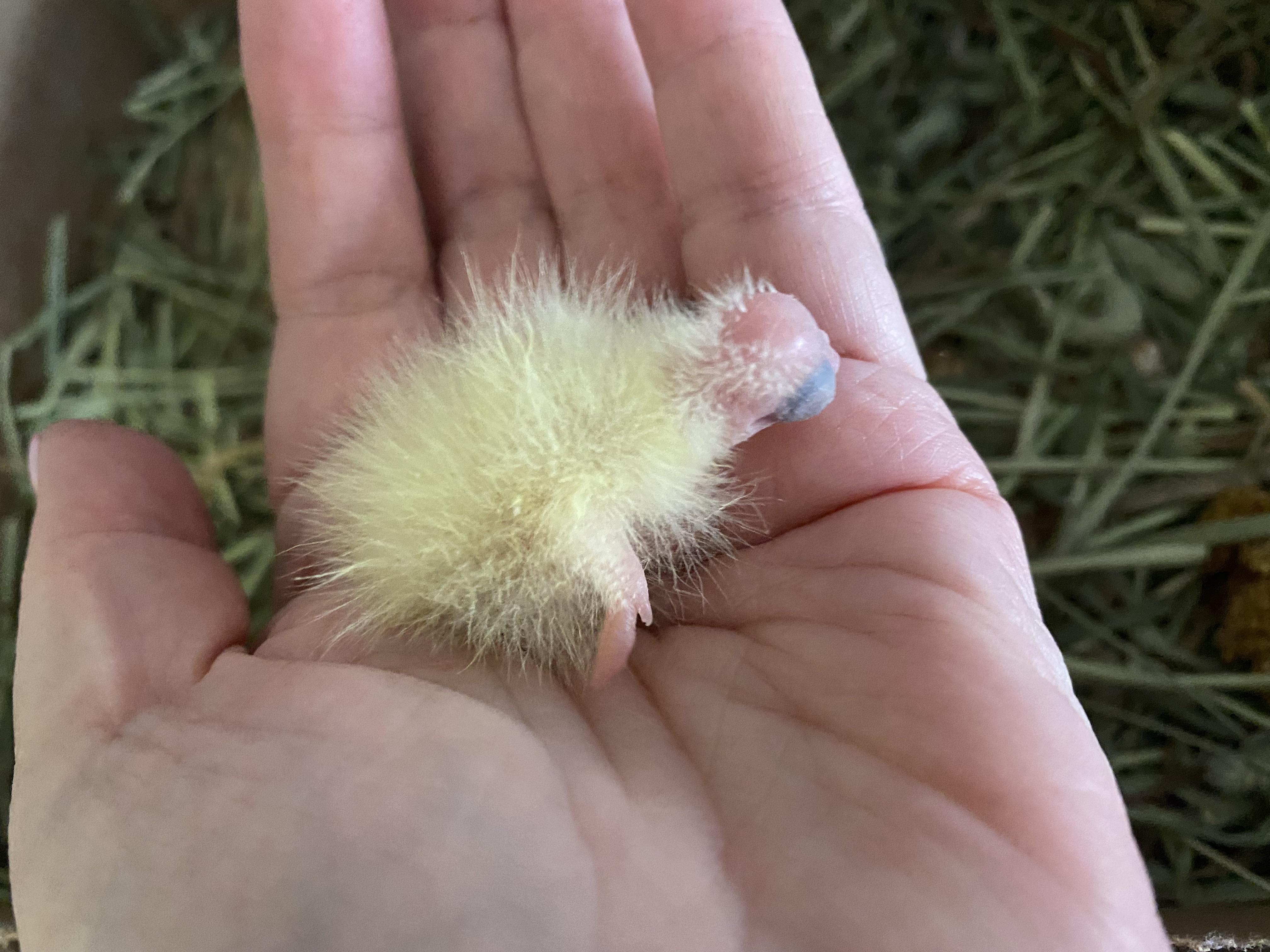 Brand new chicken nugget. | Scrolller