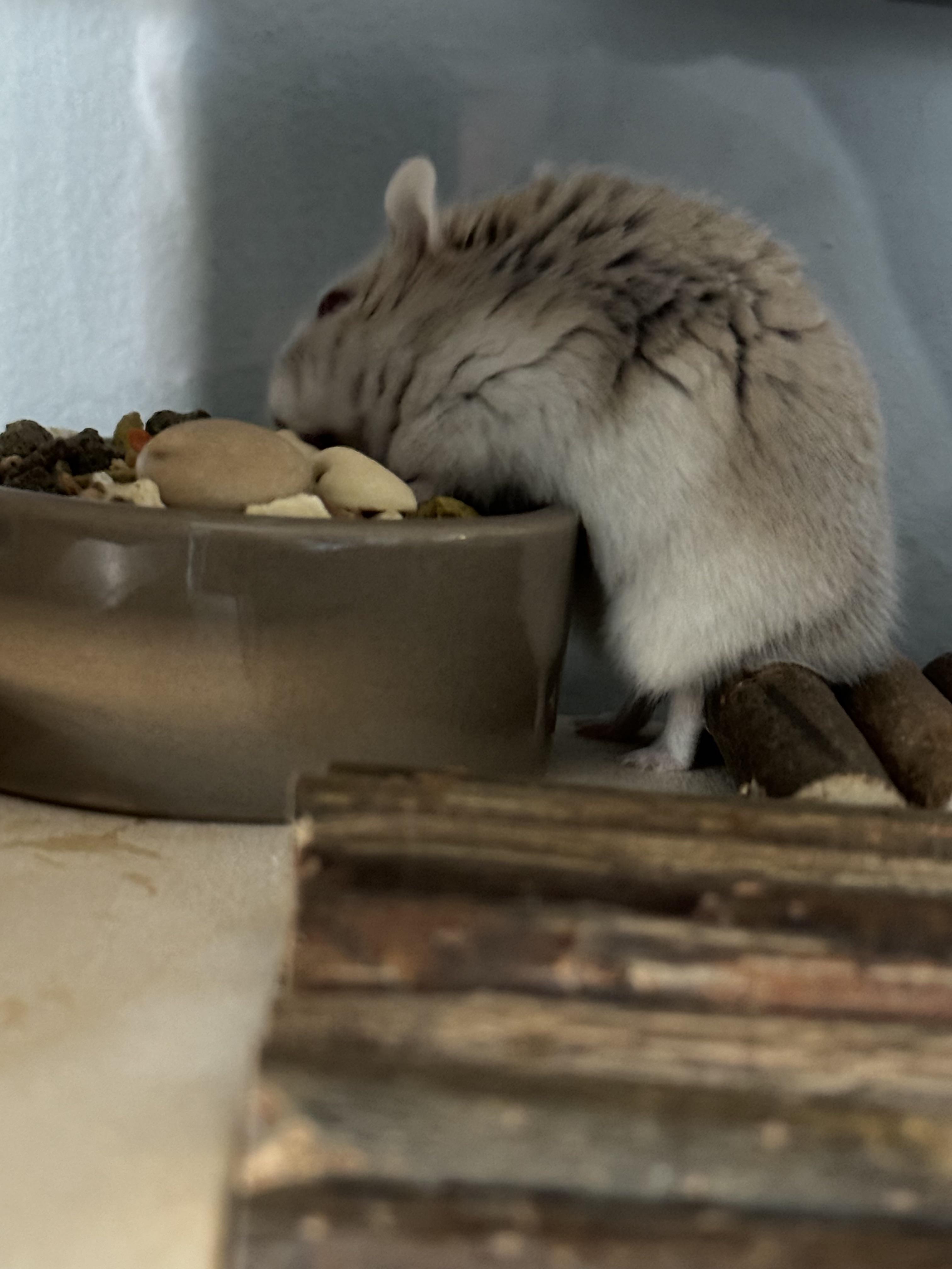 Meet Ms. Peanut | Scrolller