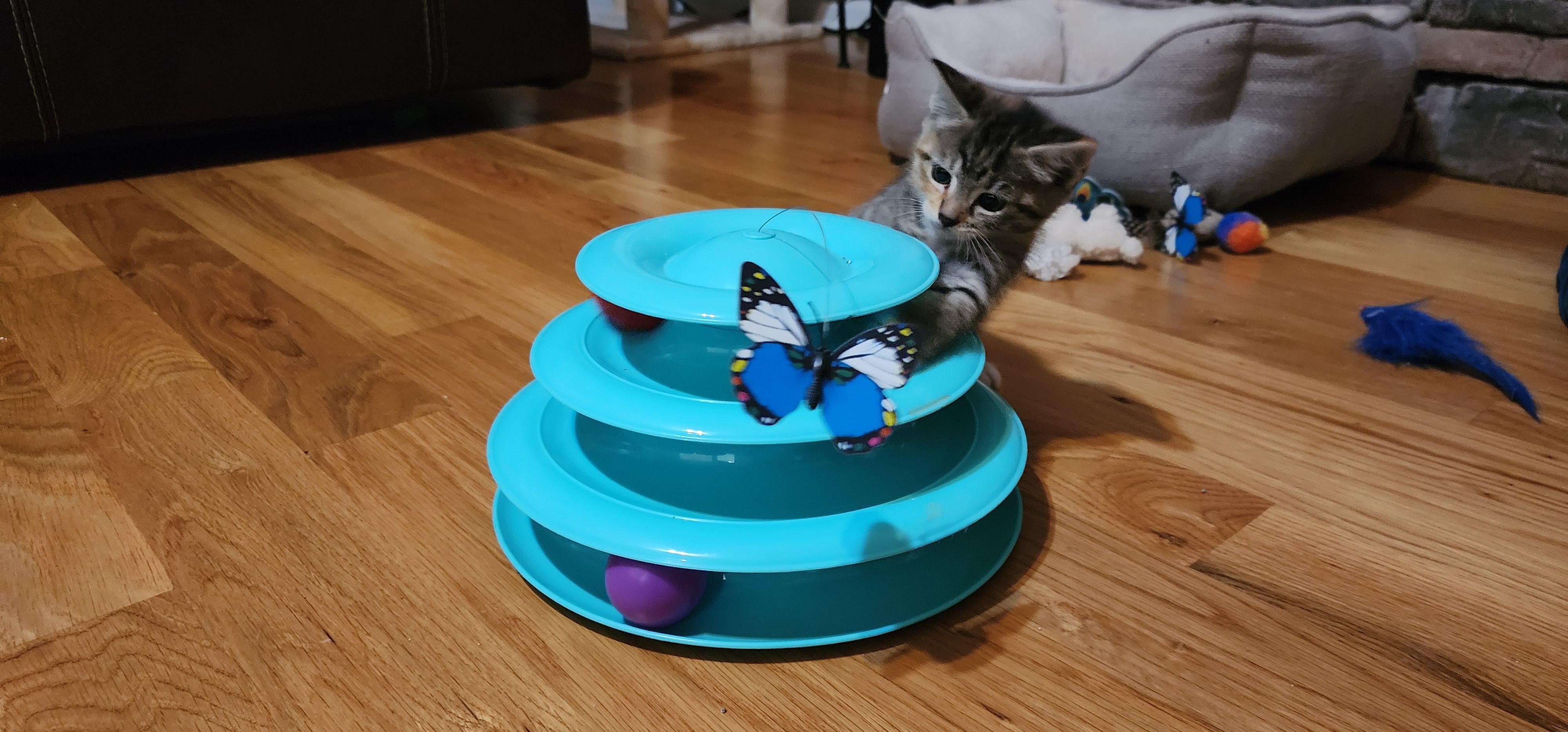 Meet little Lily! | Scrolller