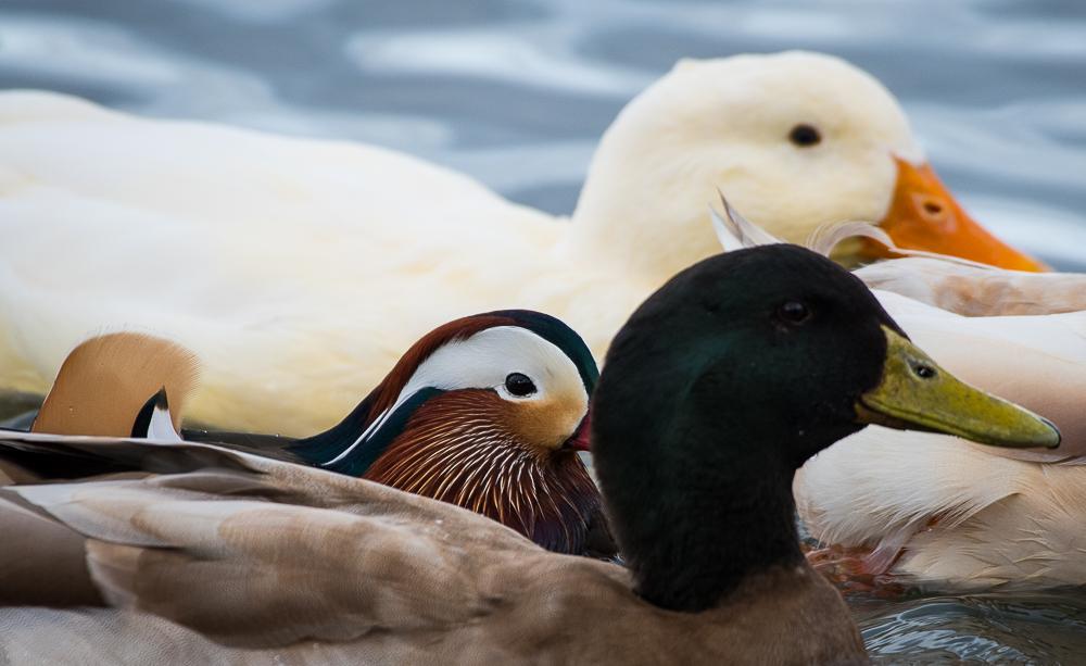 Mandarin Ducks have got to be some of the prettiest waterfowl in the world | Scrolller