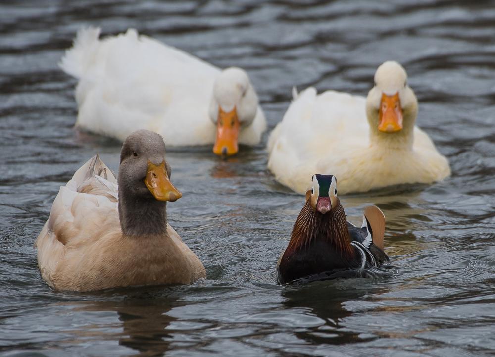 Mandarin Ducks have got to be some of the prettiest waterfowl in the world | Scrolller