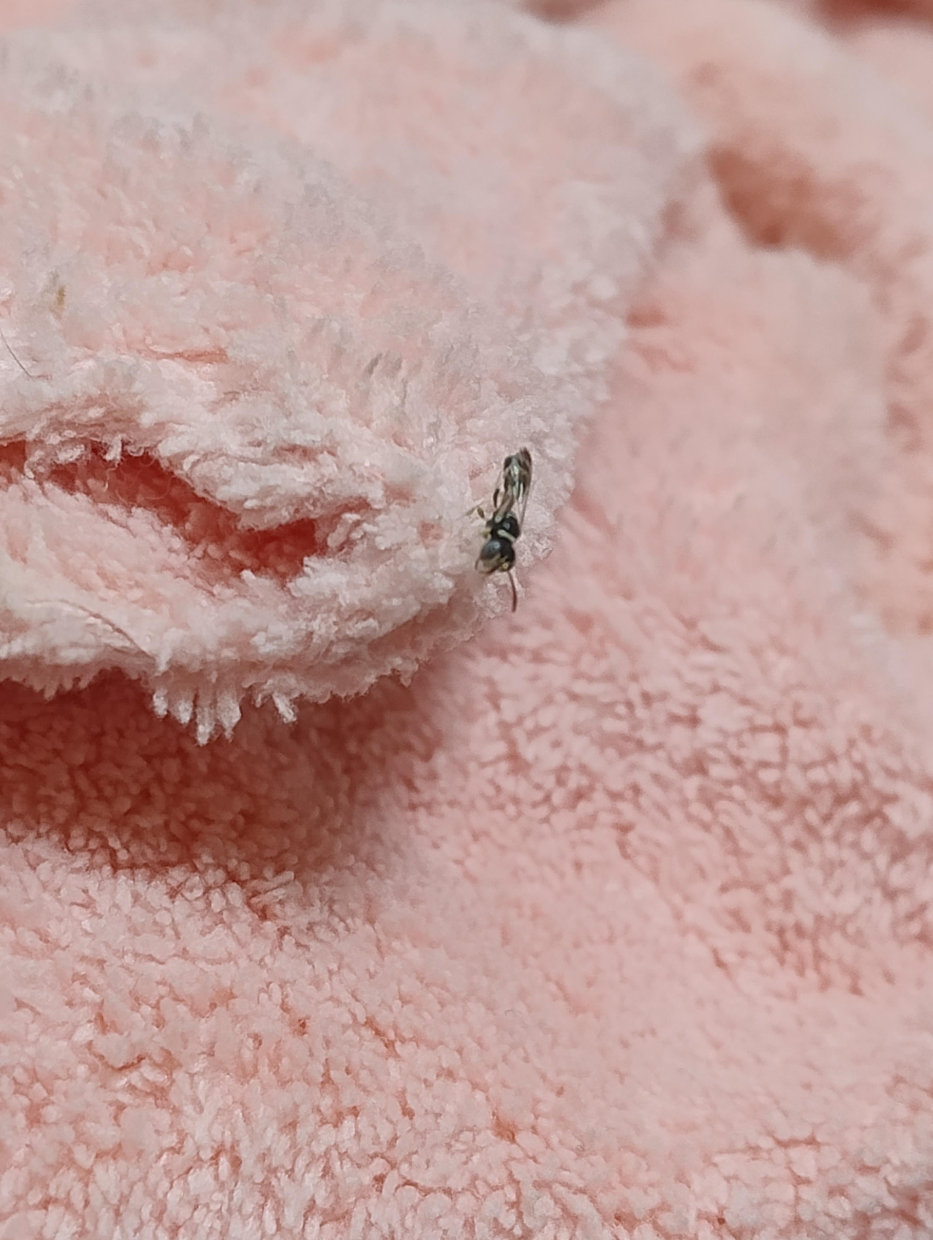 Discover more like Insects: Wasp? and Related Content | Scrolller