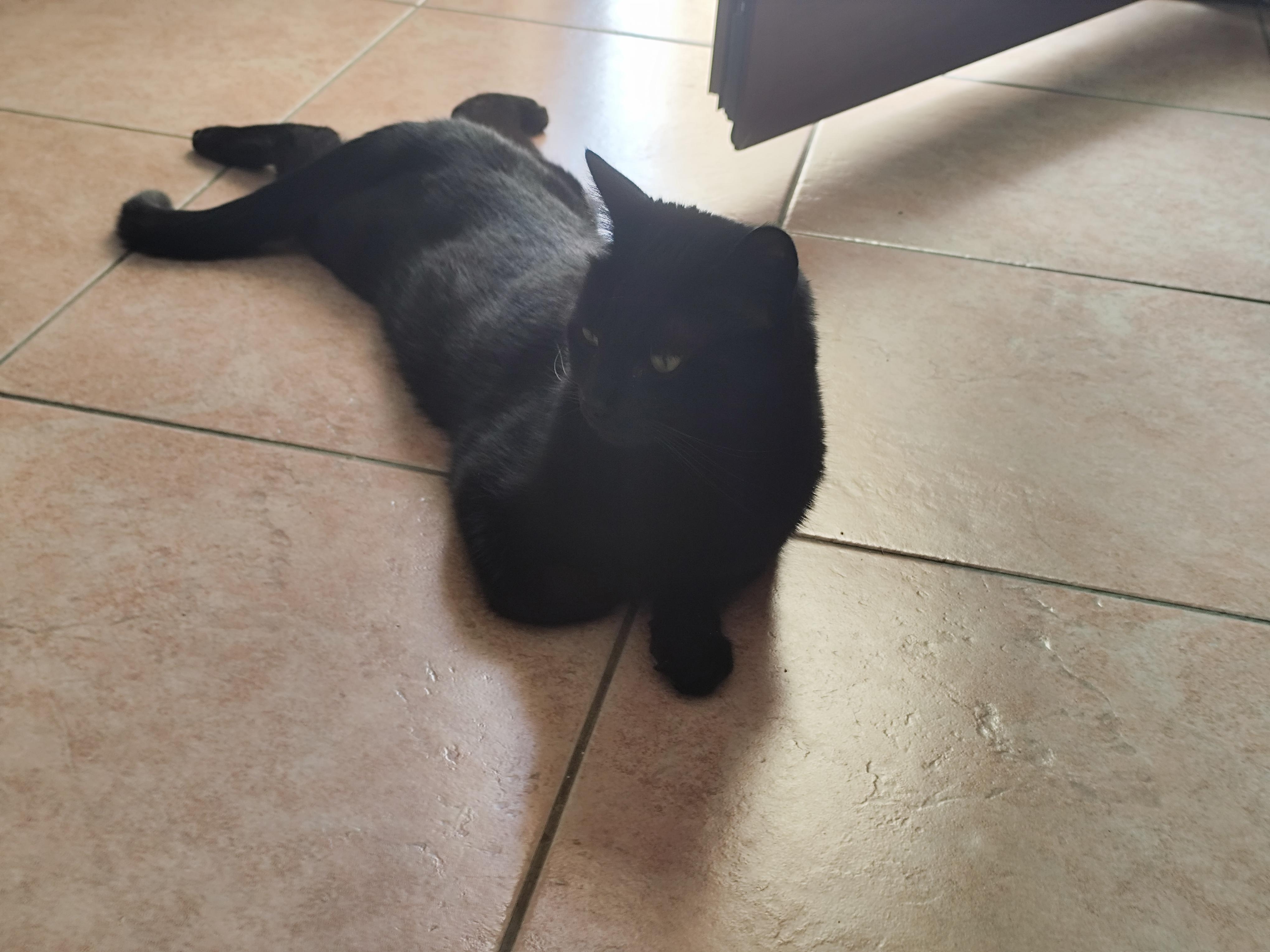 Here's Niko, my hairy void | Scrolller