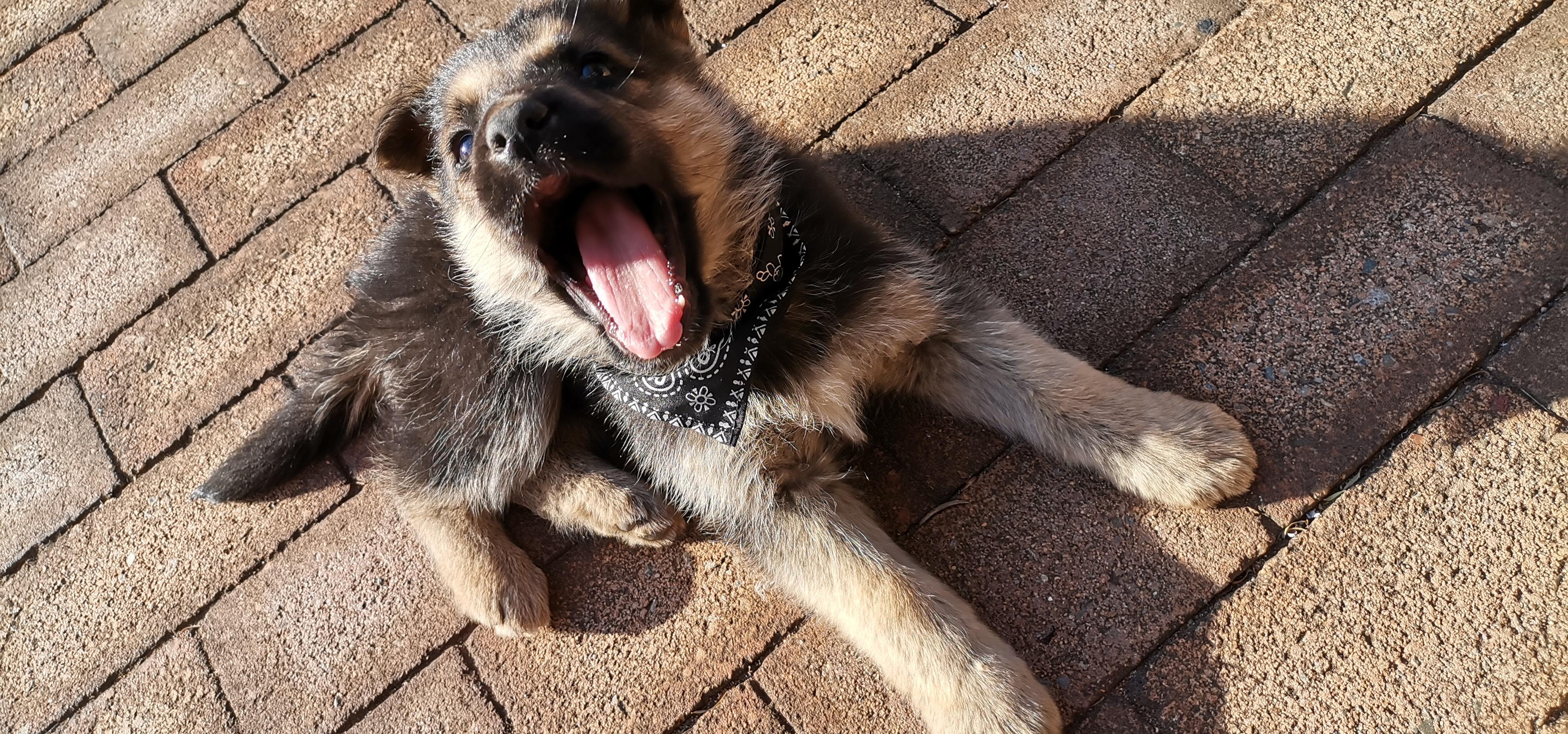 Meet Athena | Scrolller