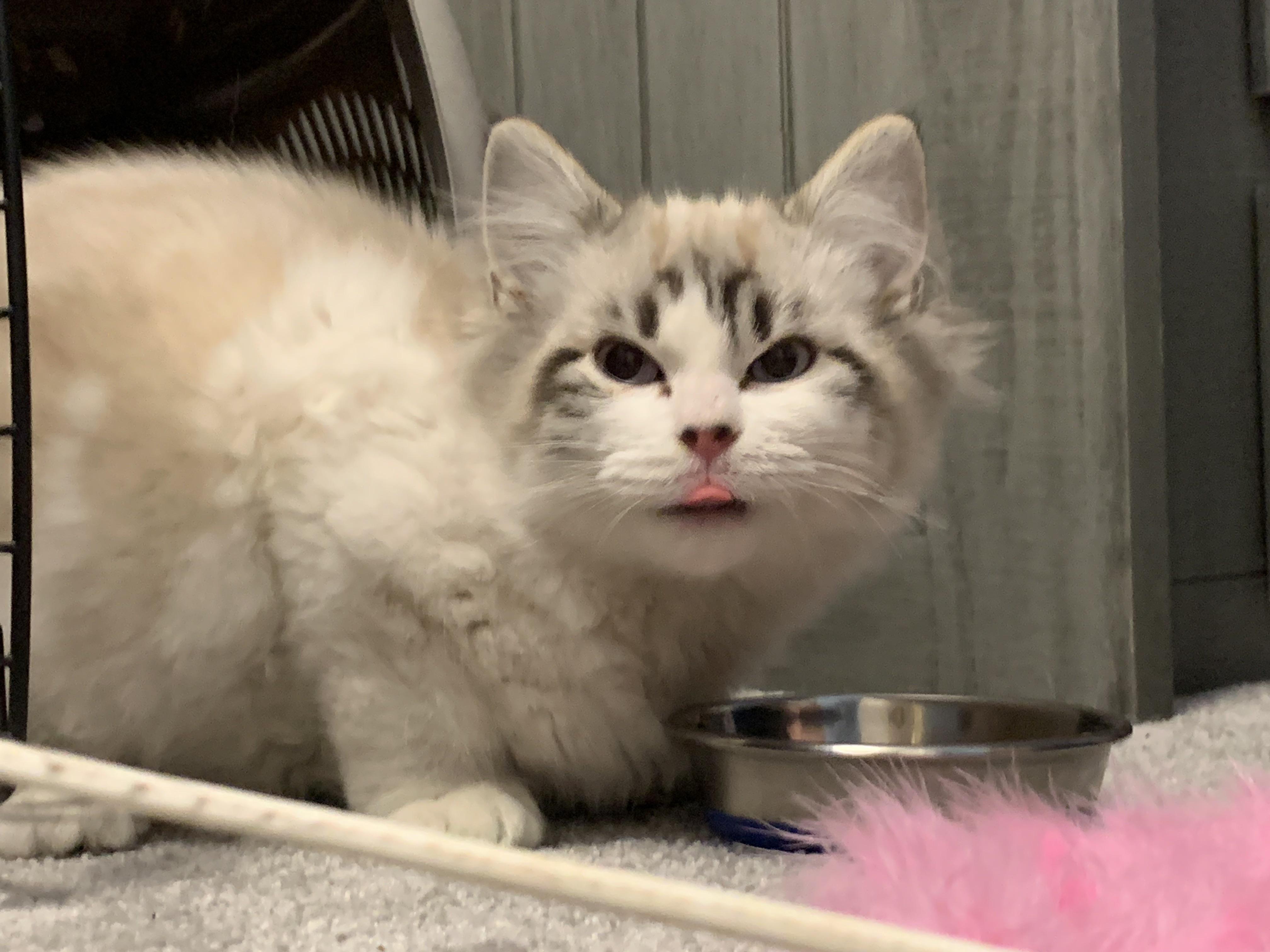 Discover more like Aww: Grumpy Gus and Related Content | Scrolller