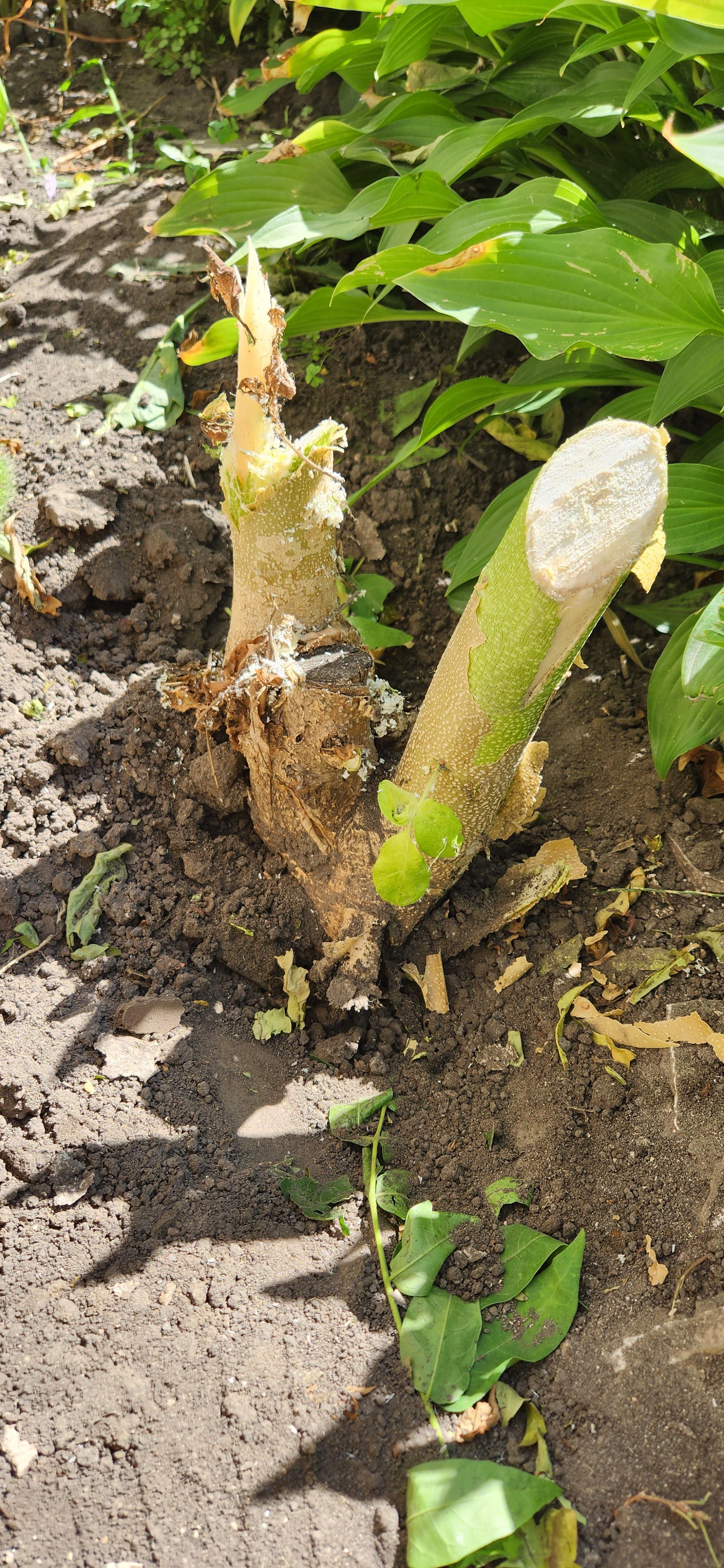 How to get rid of this root system? | Scrolller