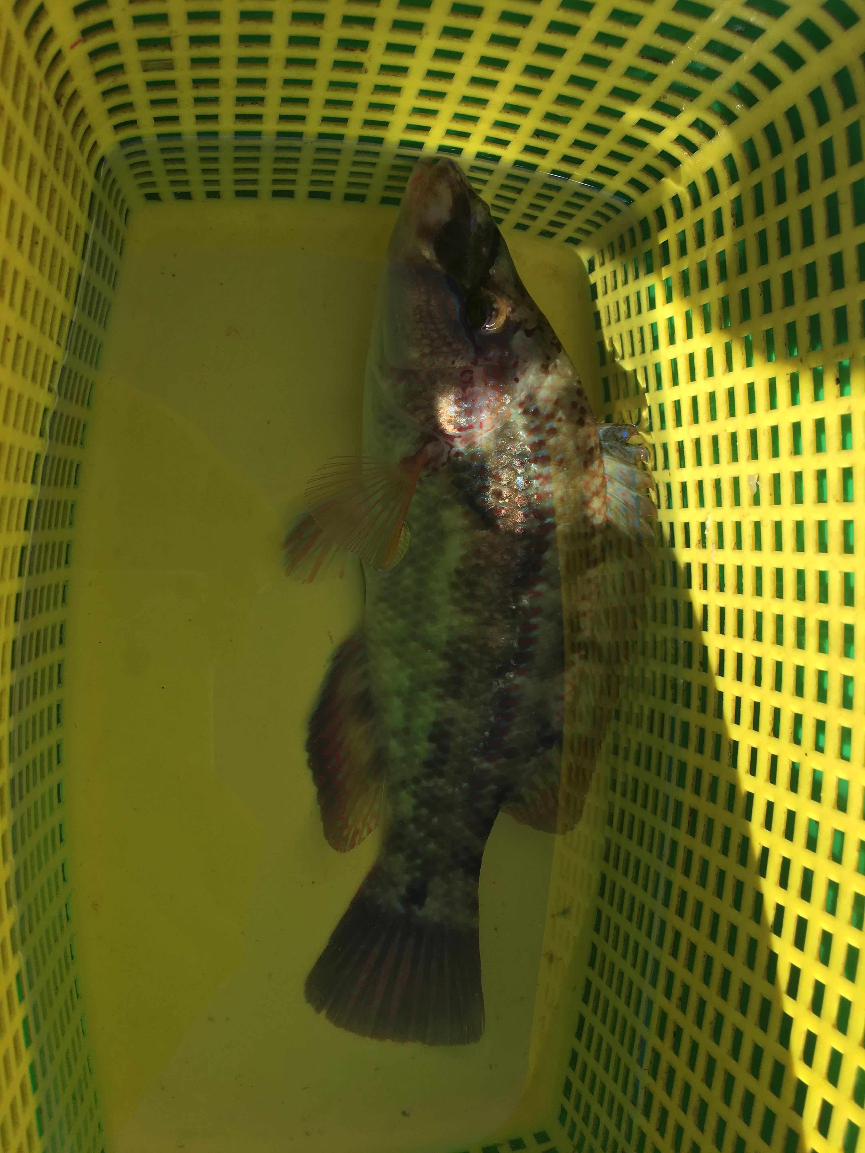 What is this fish | Scrolller