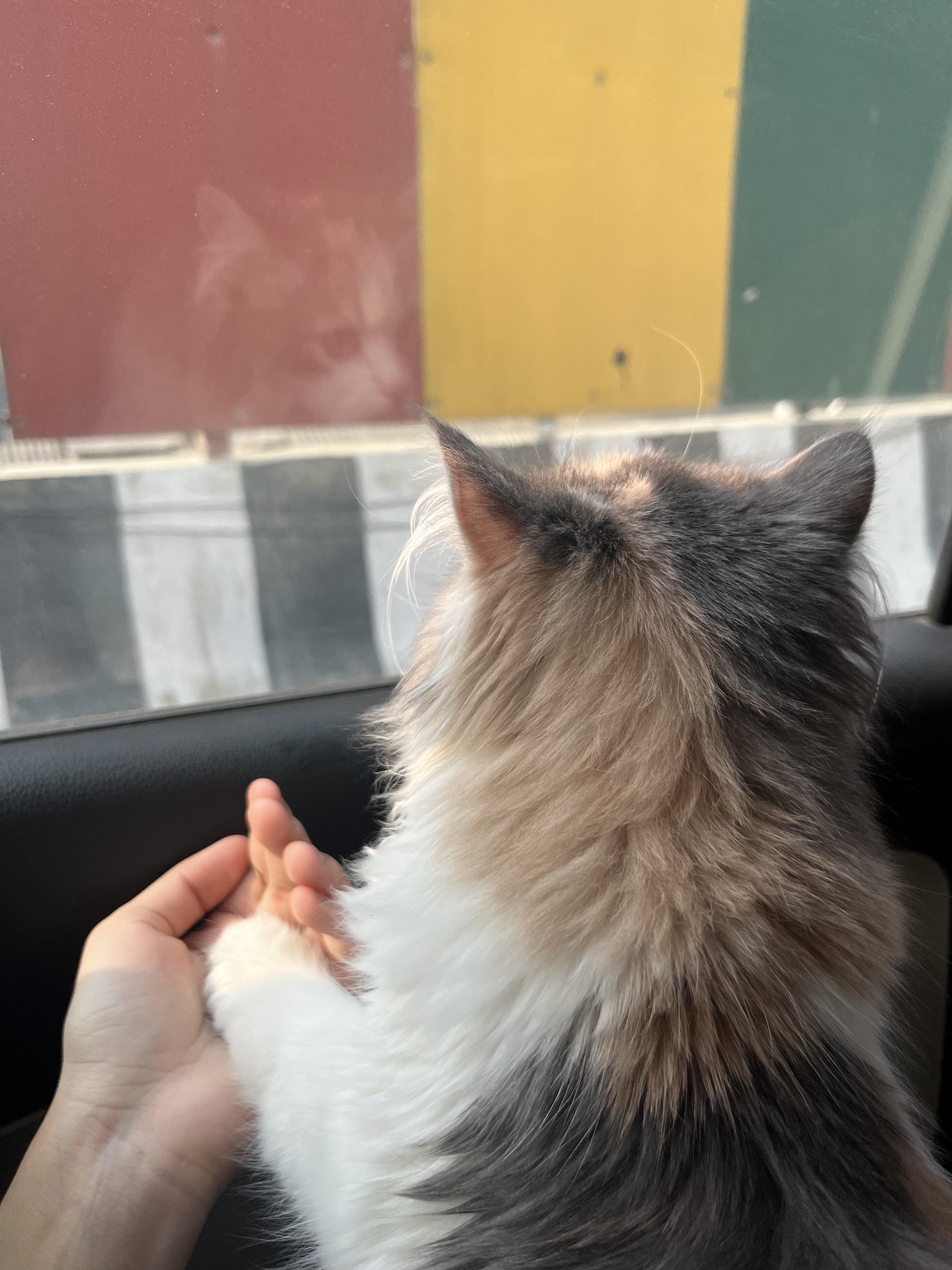 Mandatory for her one paw to rest on me | Scrolller
