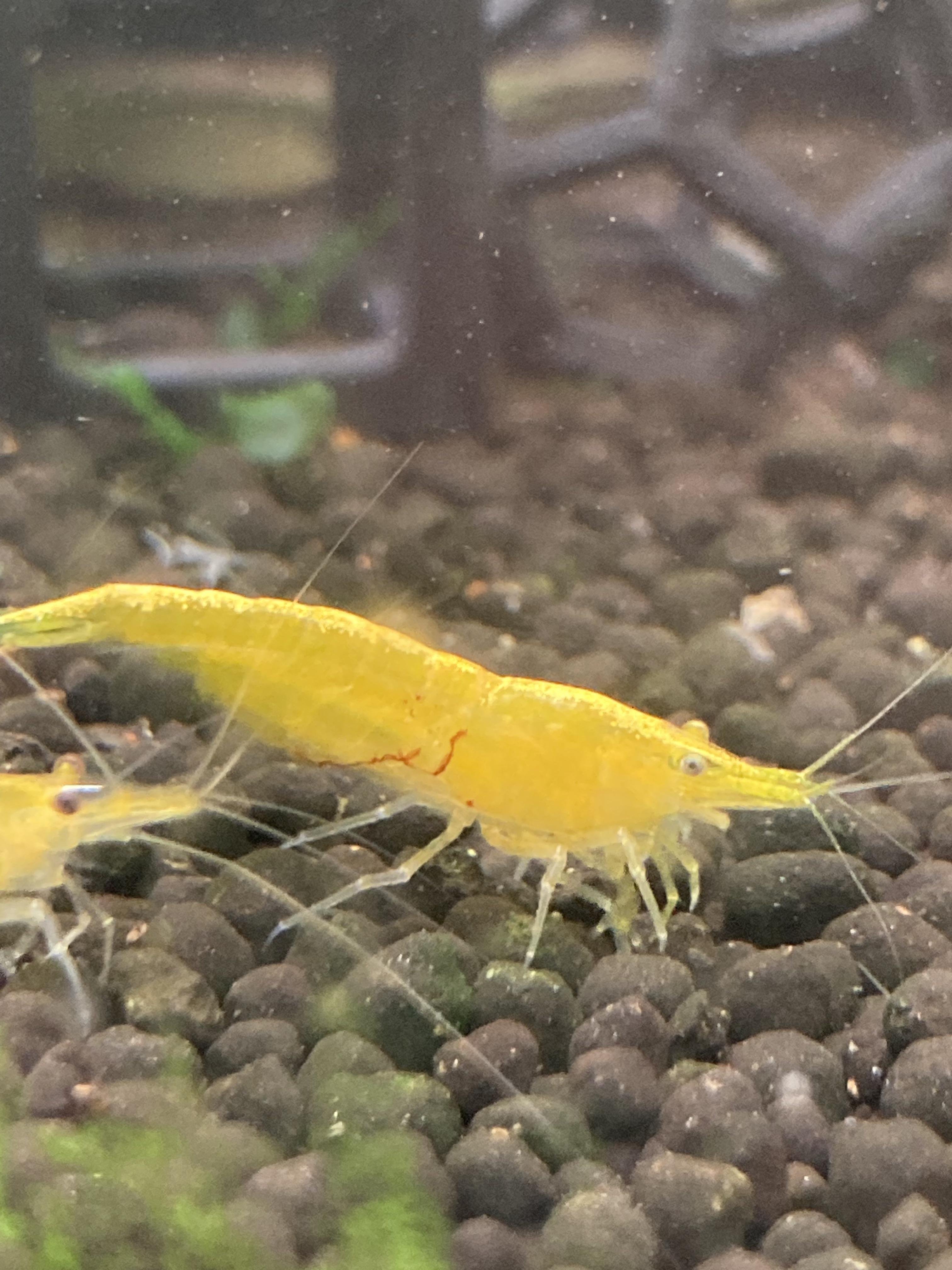 What’s this on my shrimp? | Scrolller