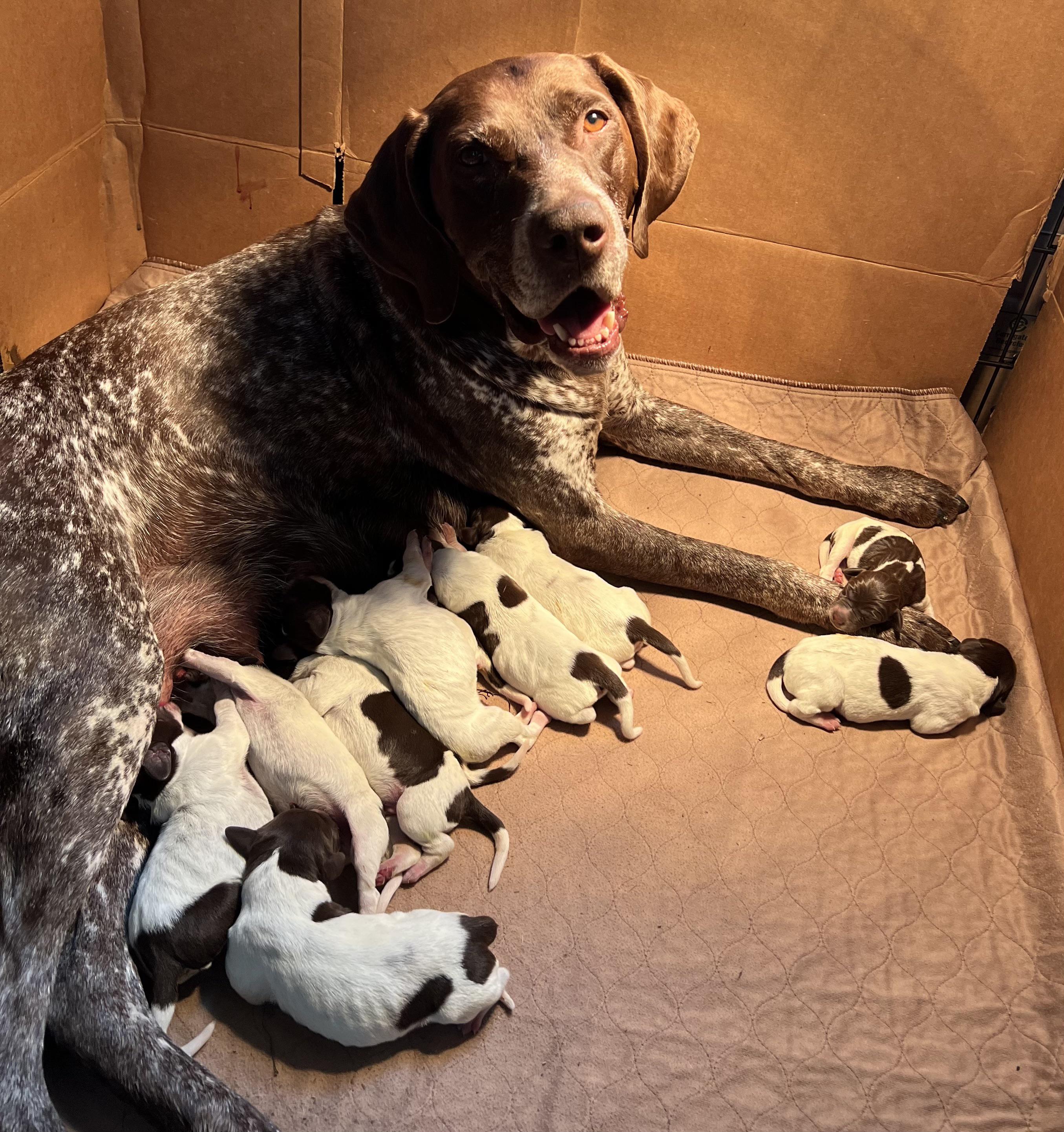 Newborn GSPs (OC) | Scrolller