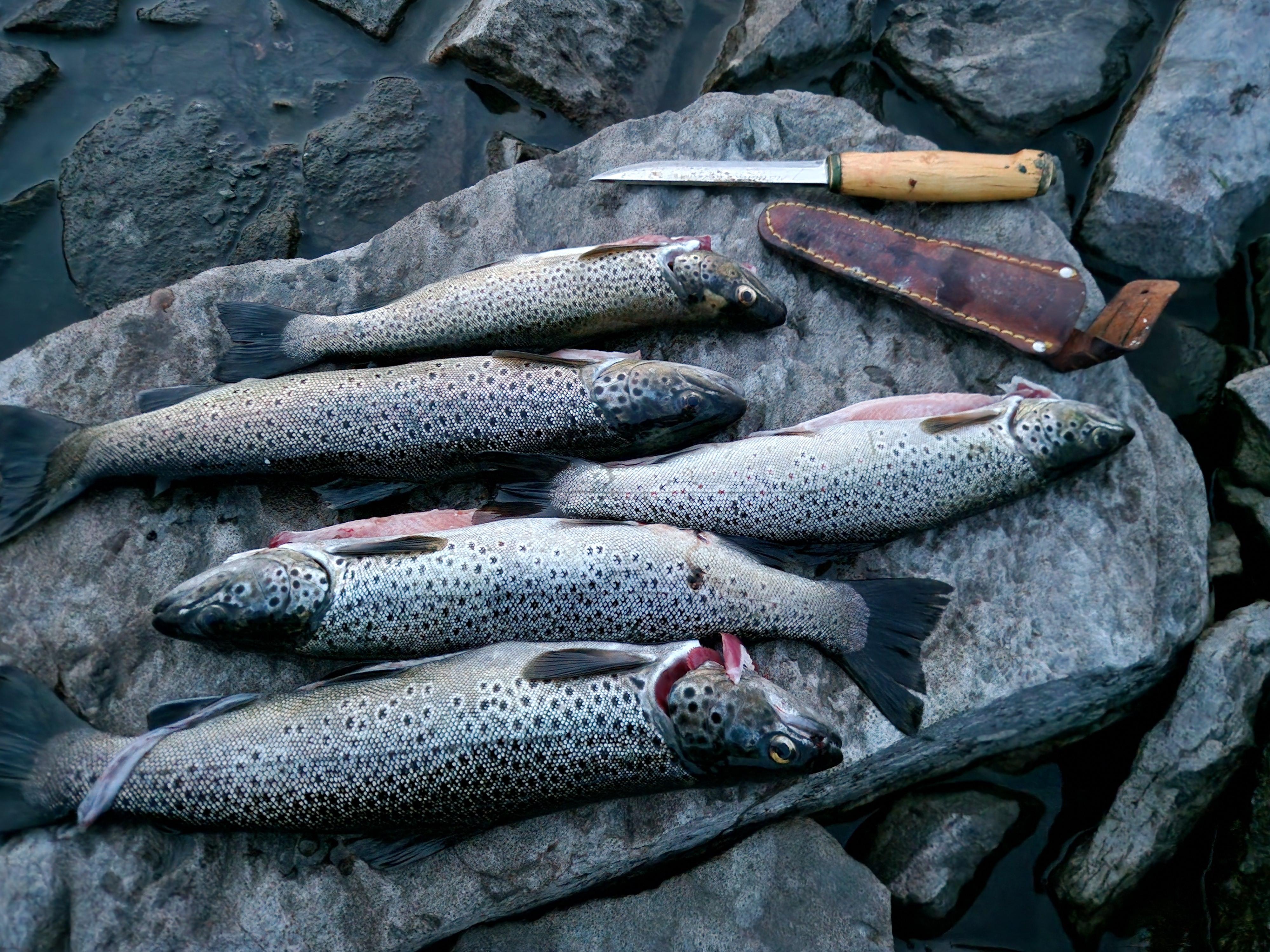 Went for a fishing hike to Norway and got instantly hooked | Scrolller