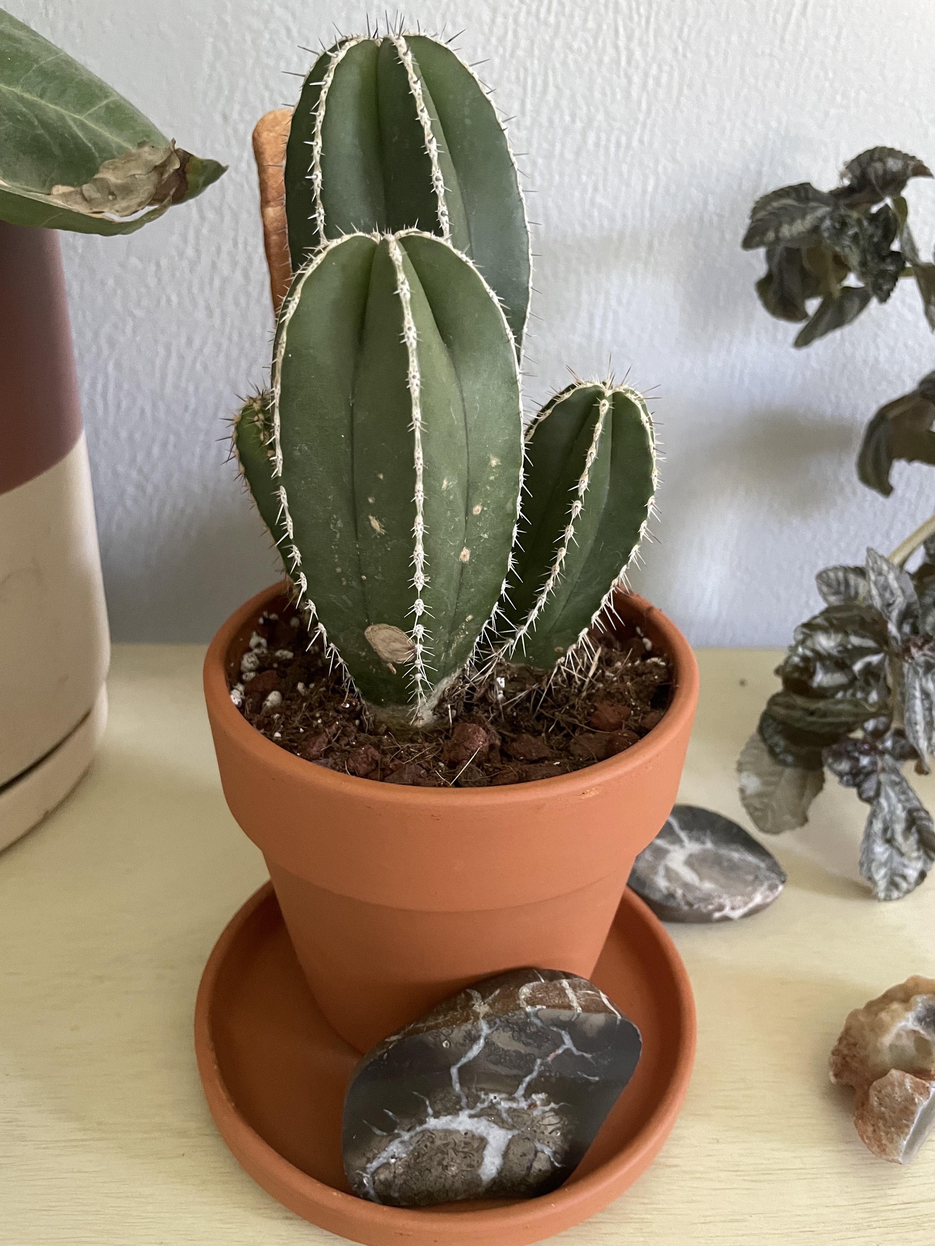 Is my cactus happy? What is it called so I can google proper care instructions? | Scrolller