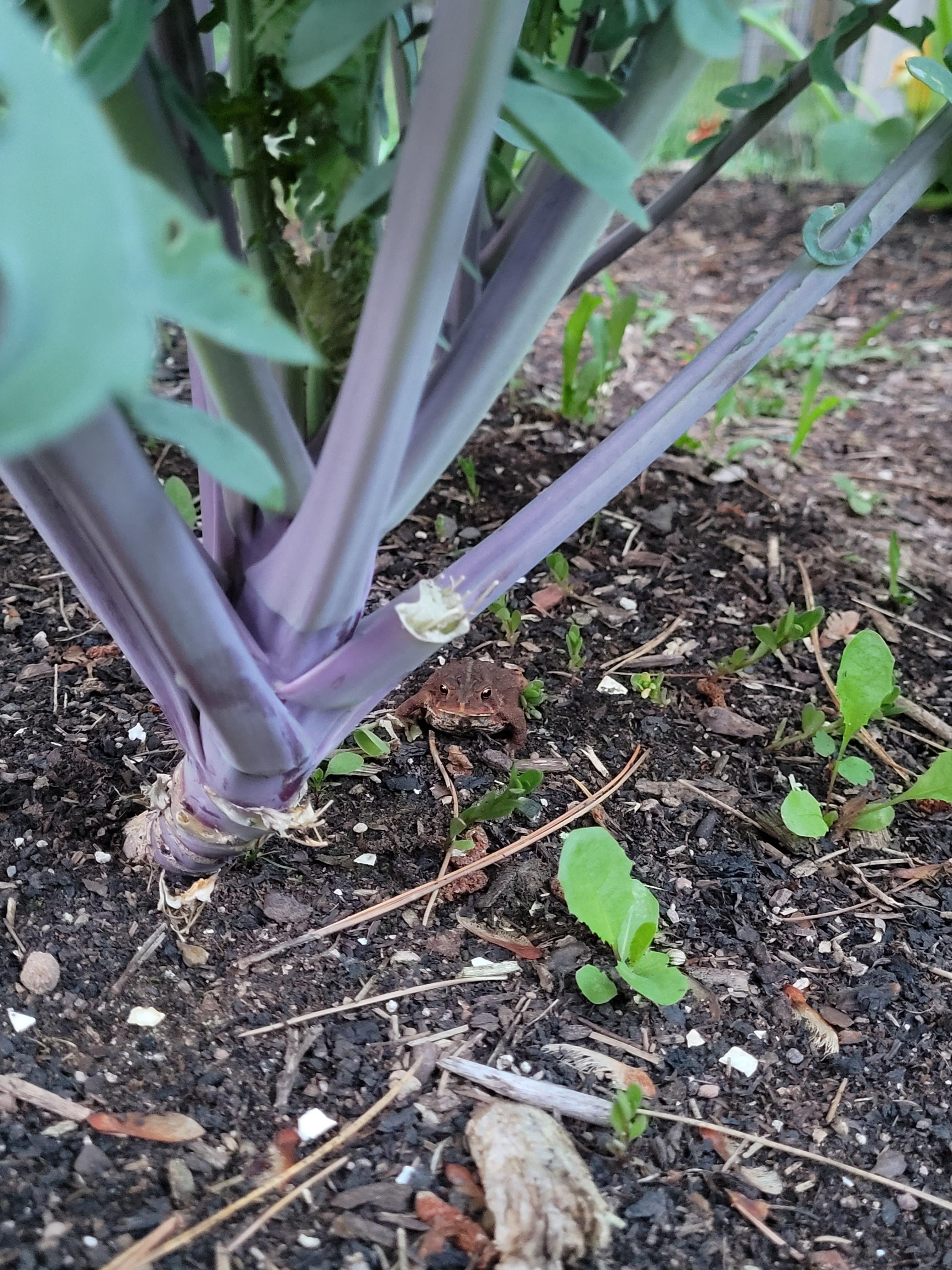 Keeper of the Grove | Scrolller