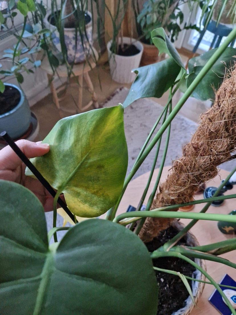 Yellowing Monstera | Scrolller
