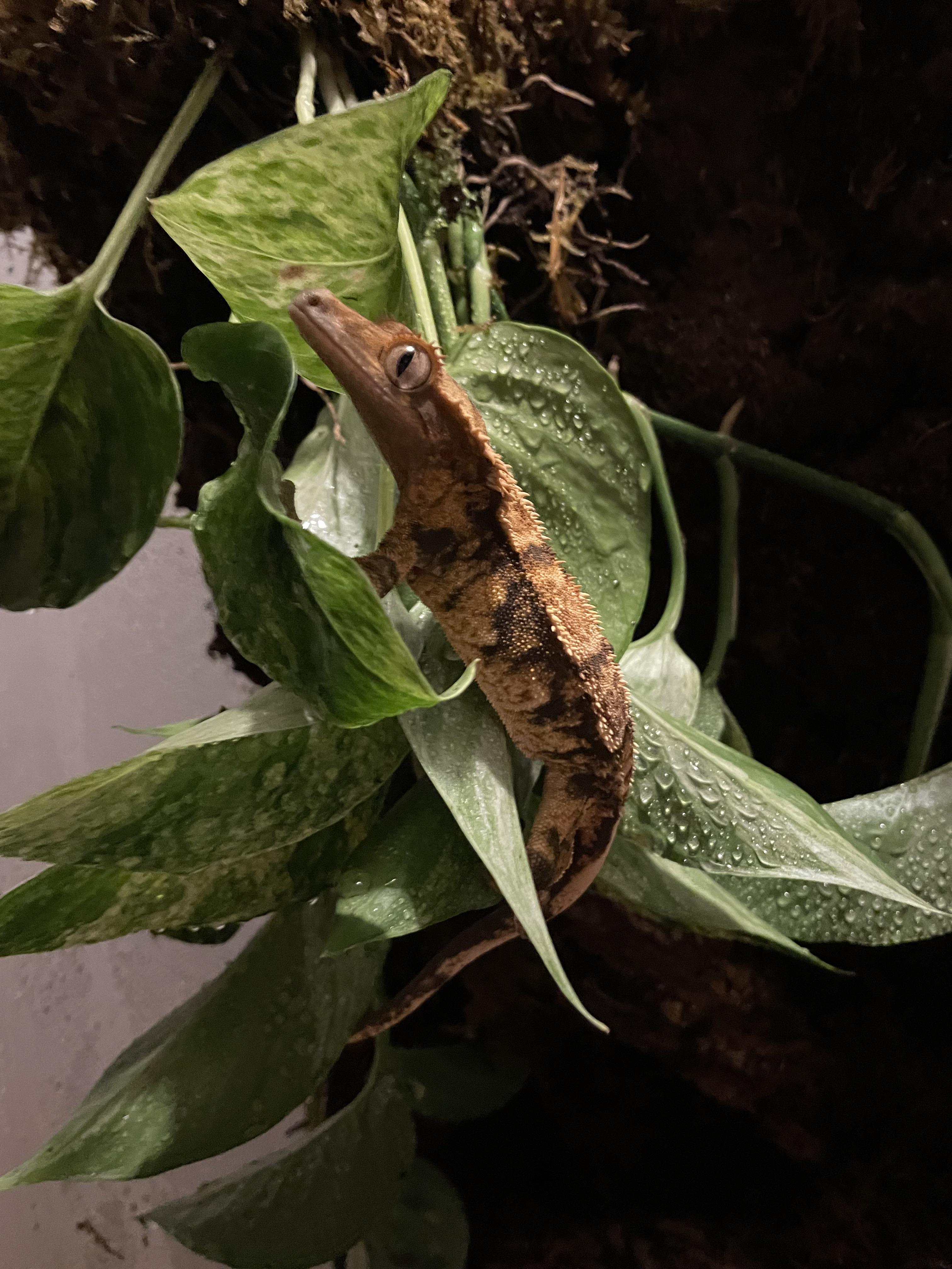 Help identifying morph | Scrolller