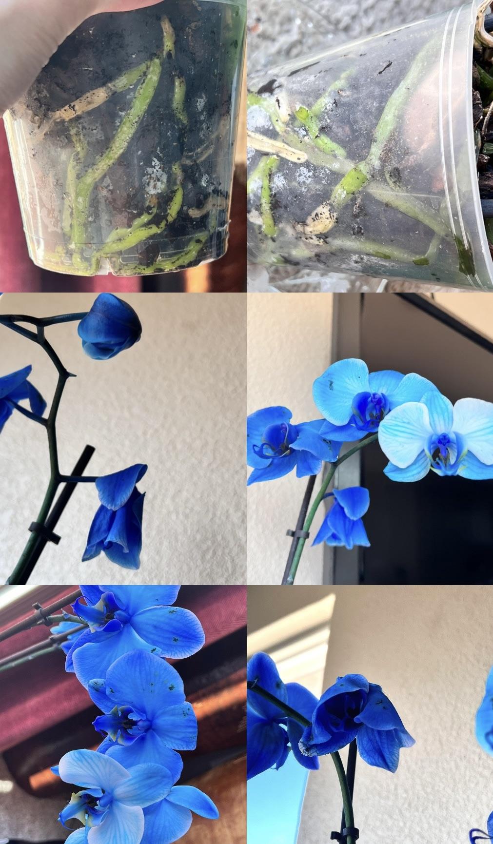 New to orchids | Scrolller