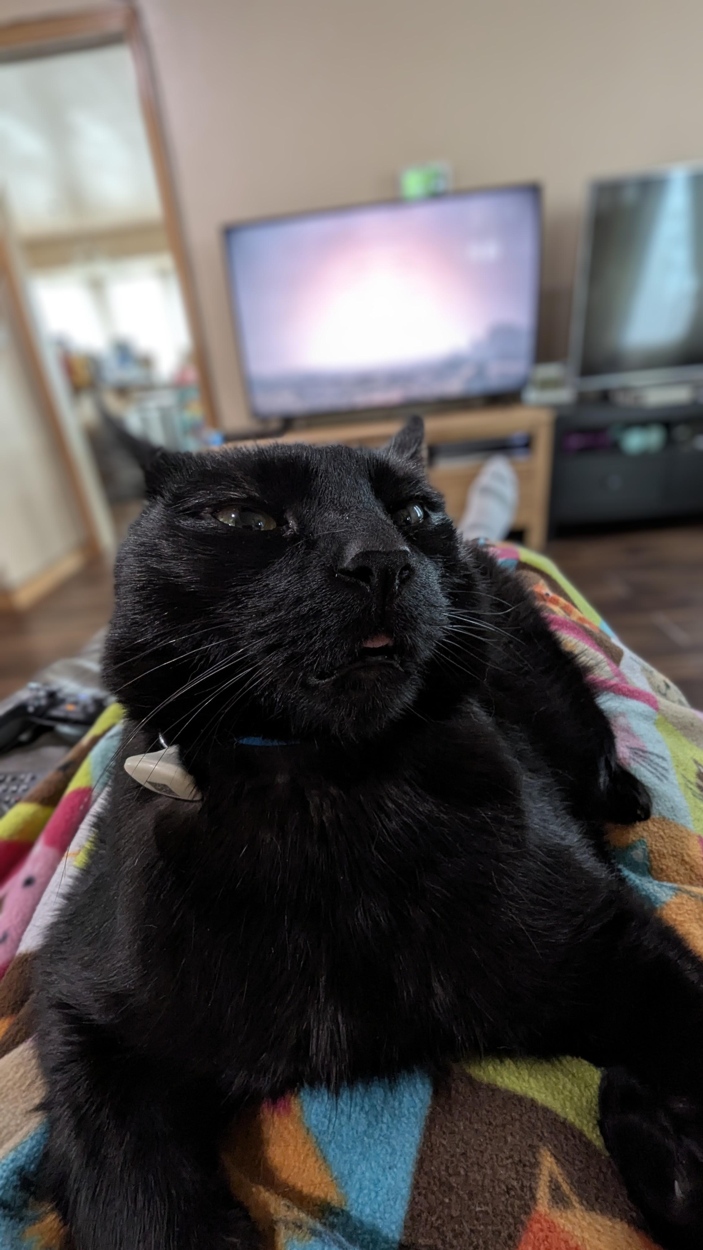 Sleepy boy made a blep | Scrolller