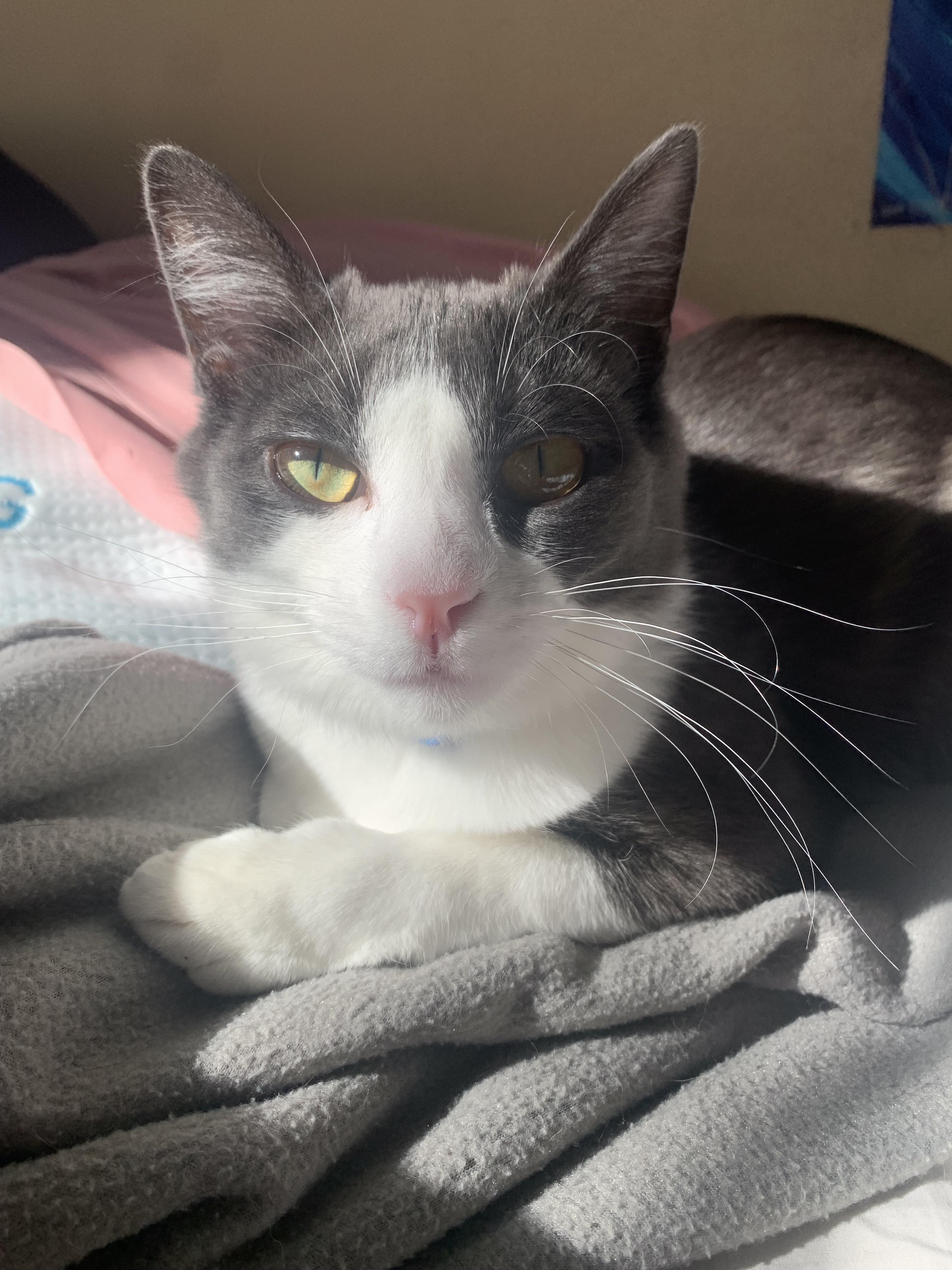 Linus!! (oc) | Scrolller