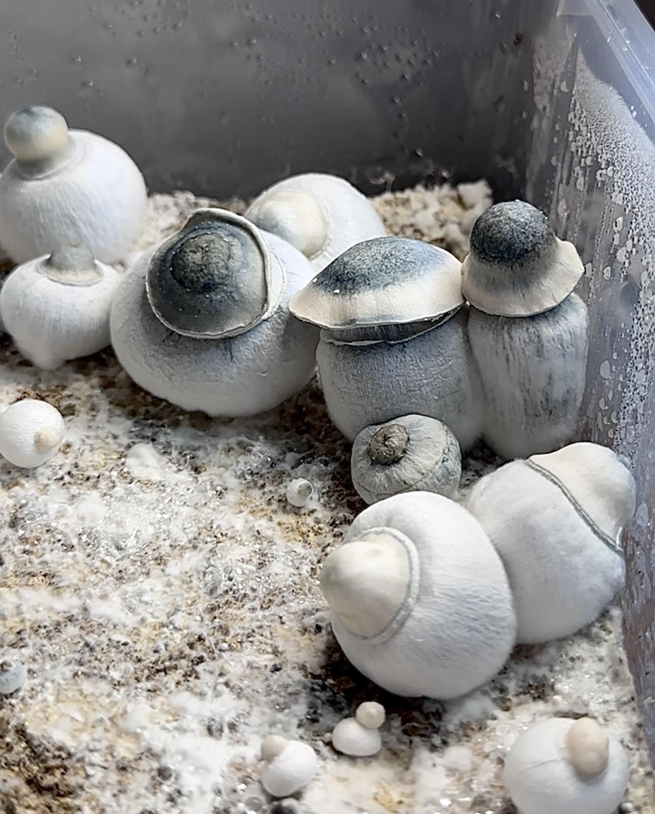 Starr Frost! [actives] | Scrolller