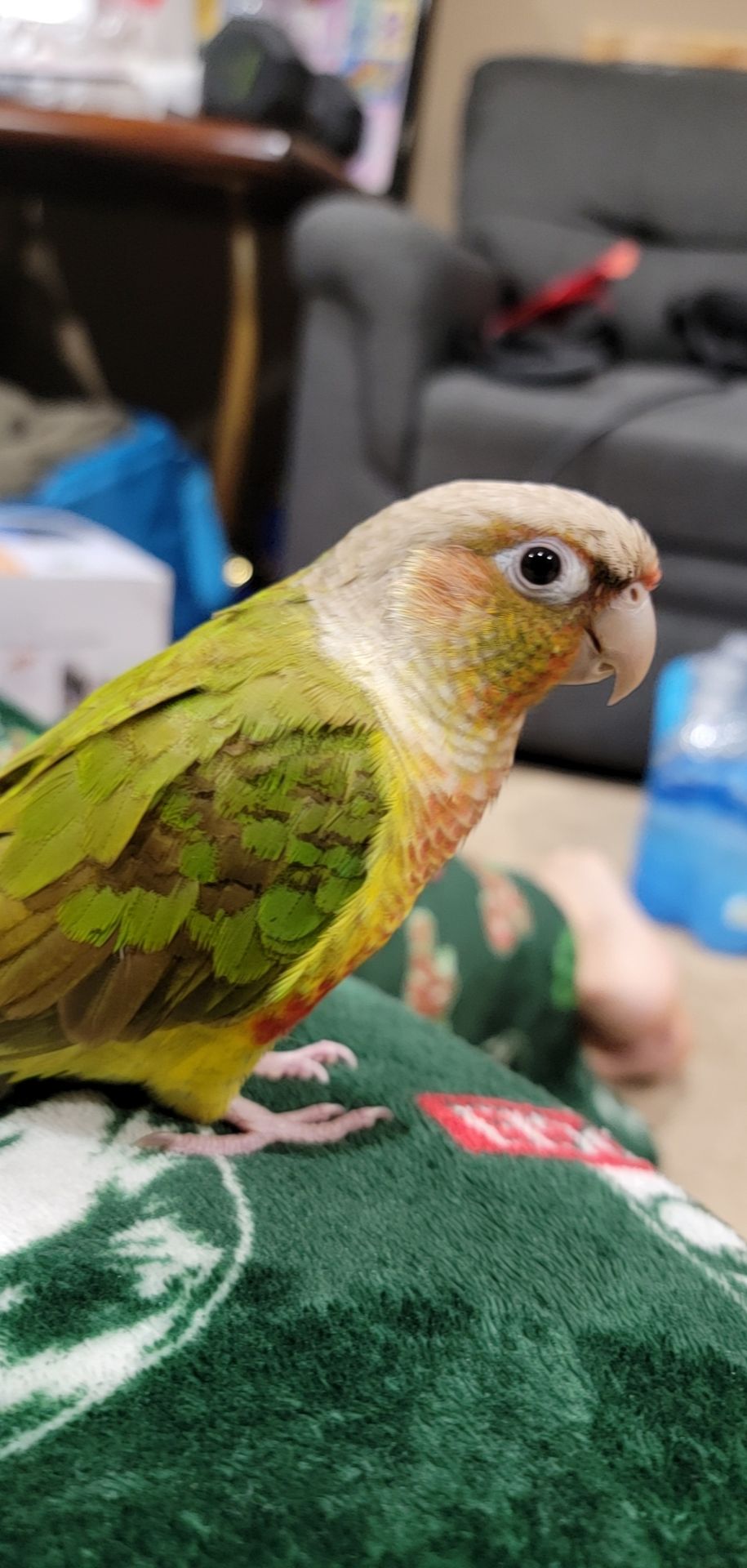 My little Yoshi | Scrolller