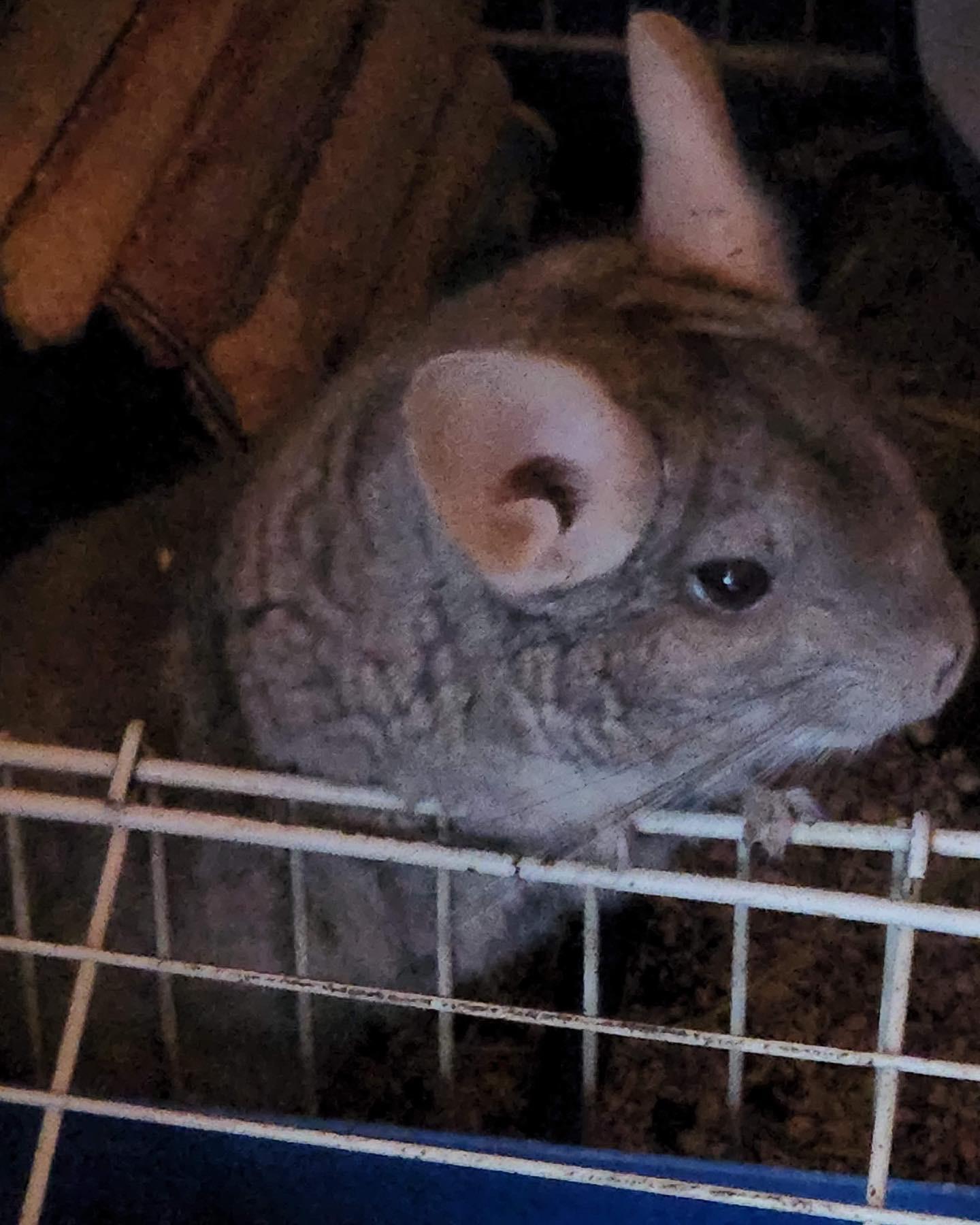 New chinchilla cage! | Scrolller