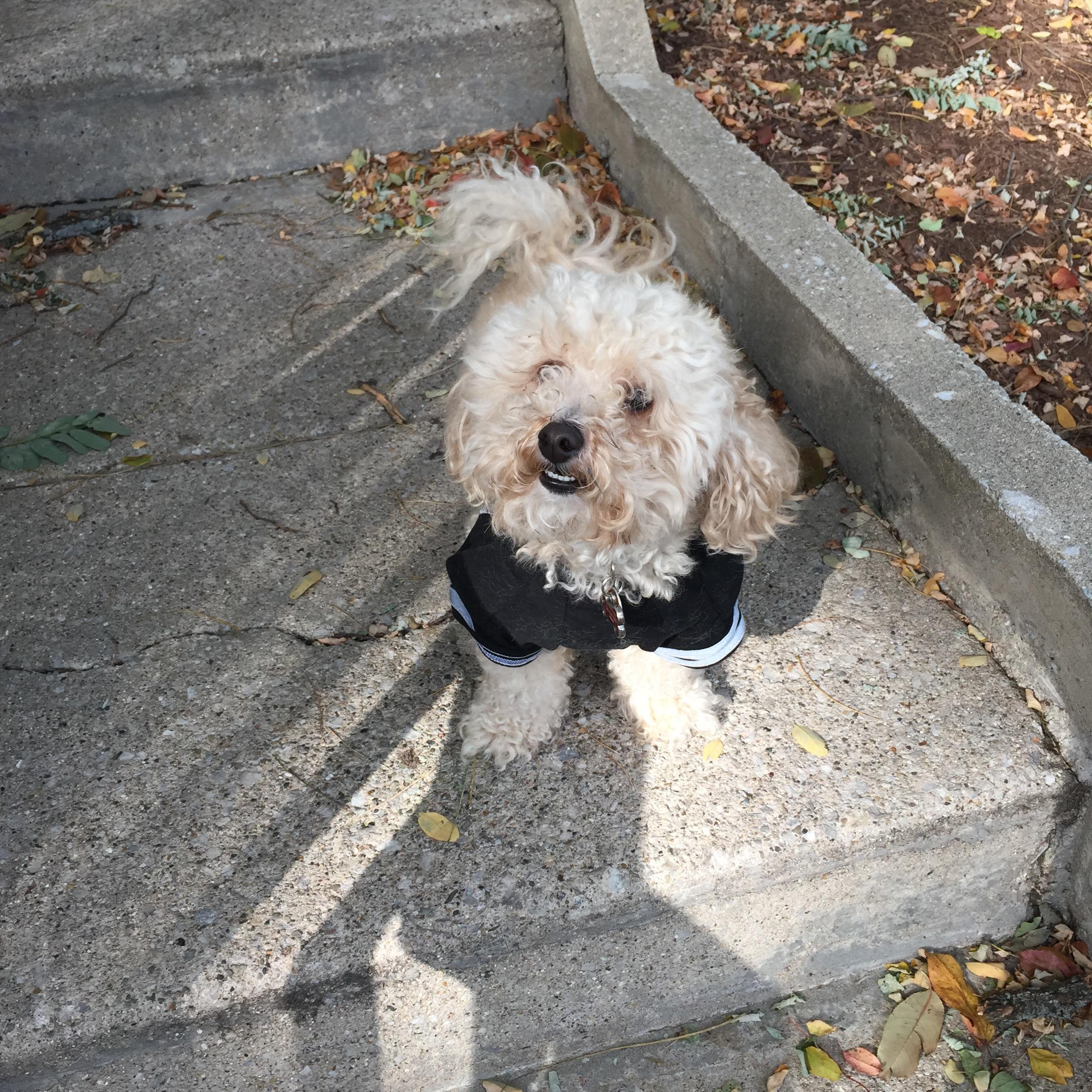 Invisible Leash | Scrolller