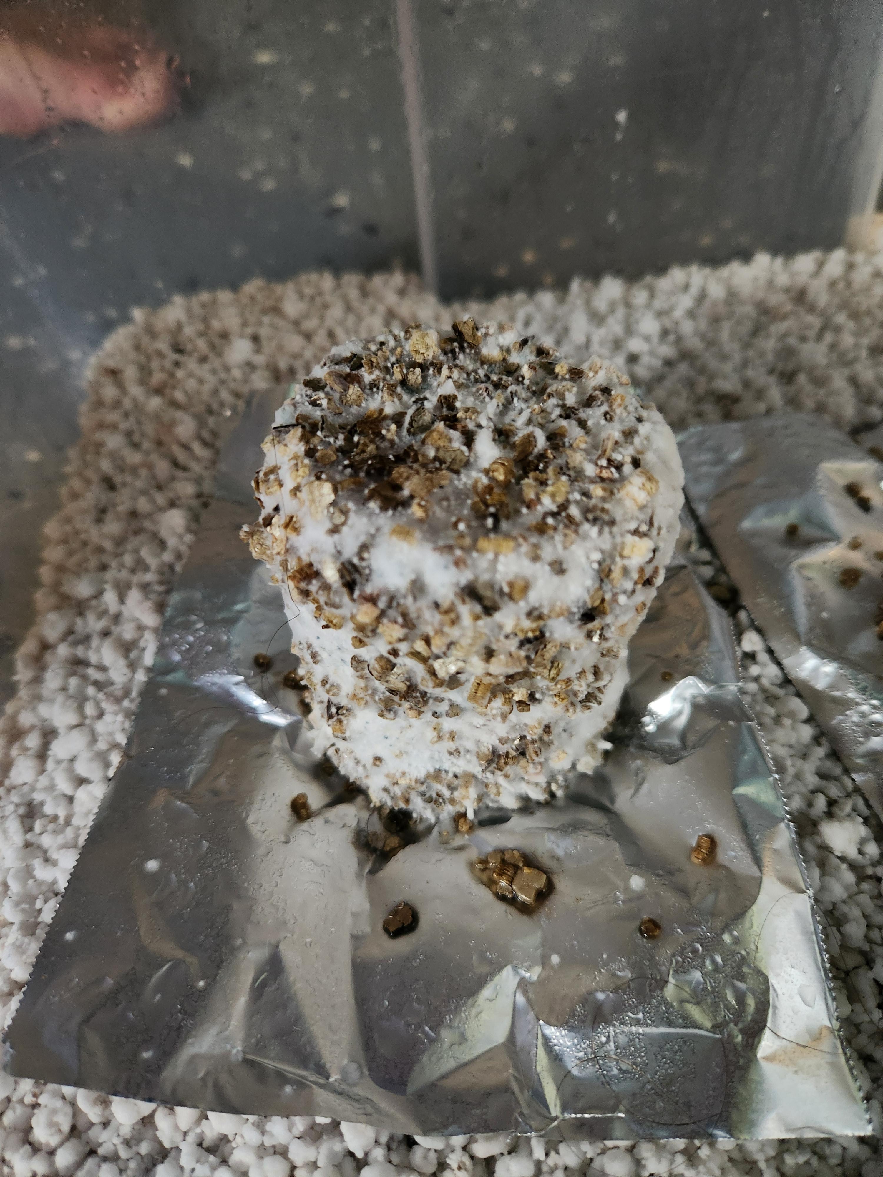 [contamination] First time PF Tek Grow.. are these contaminated?? | Scrolller