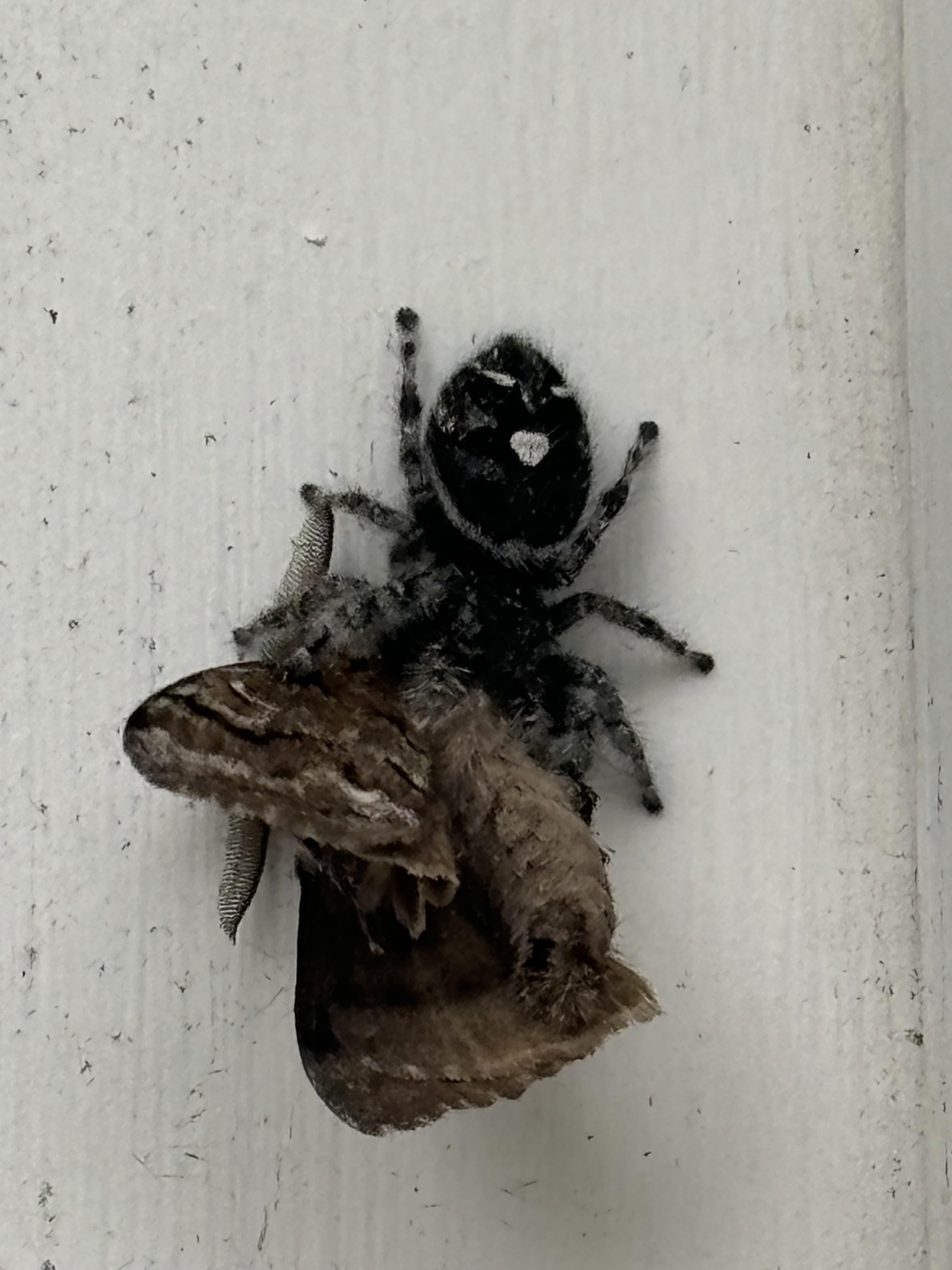 Lil Dude Caught A Moth Scrolller