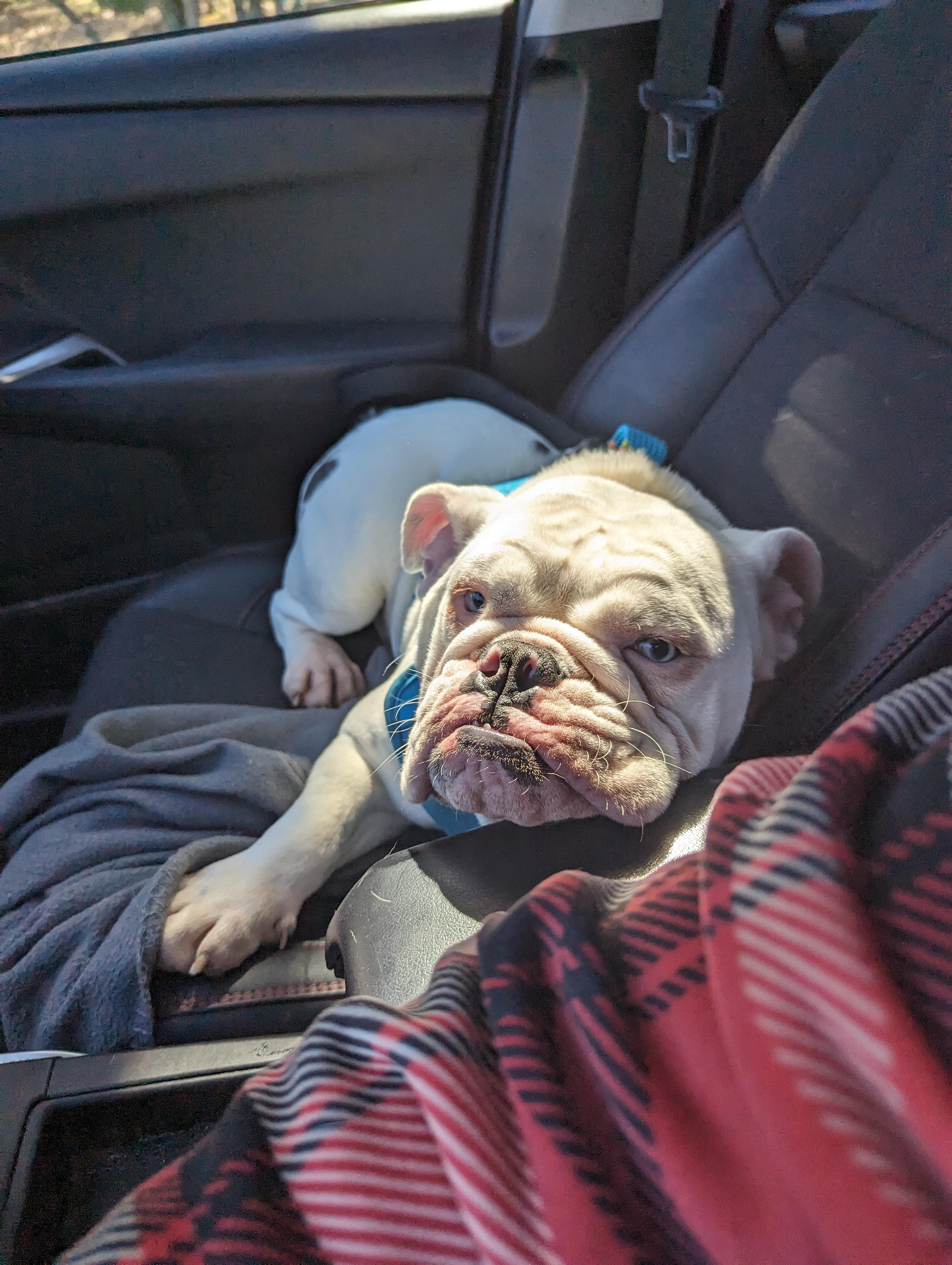 Day off with Brady! | Scrolller