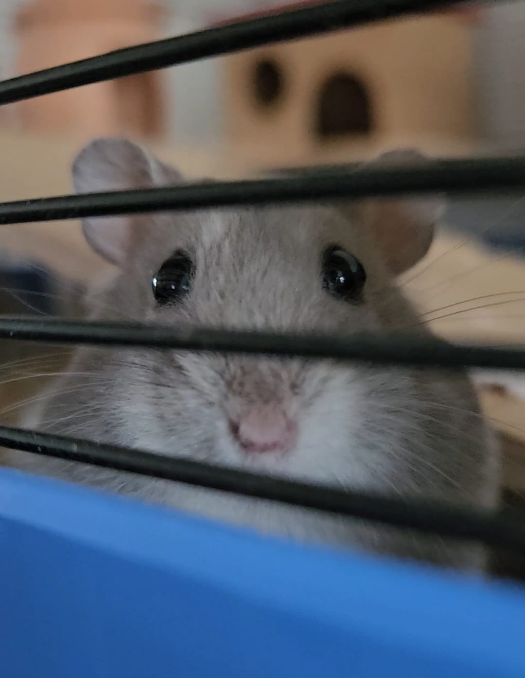 When god created my hamster | Scrolller