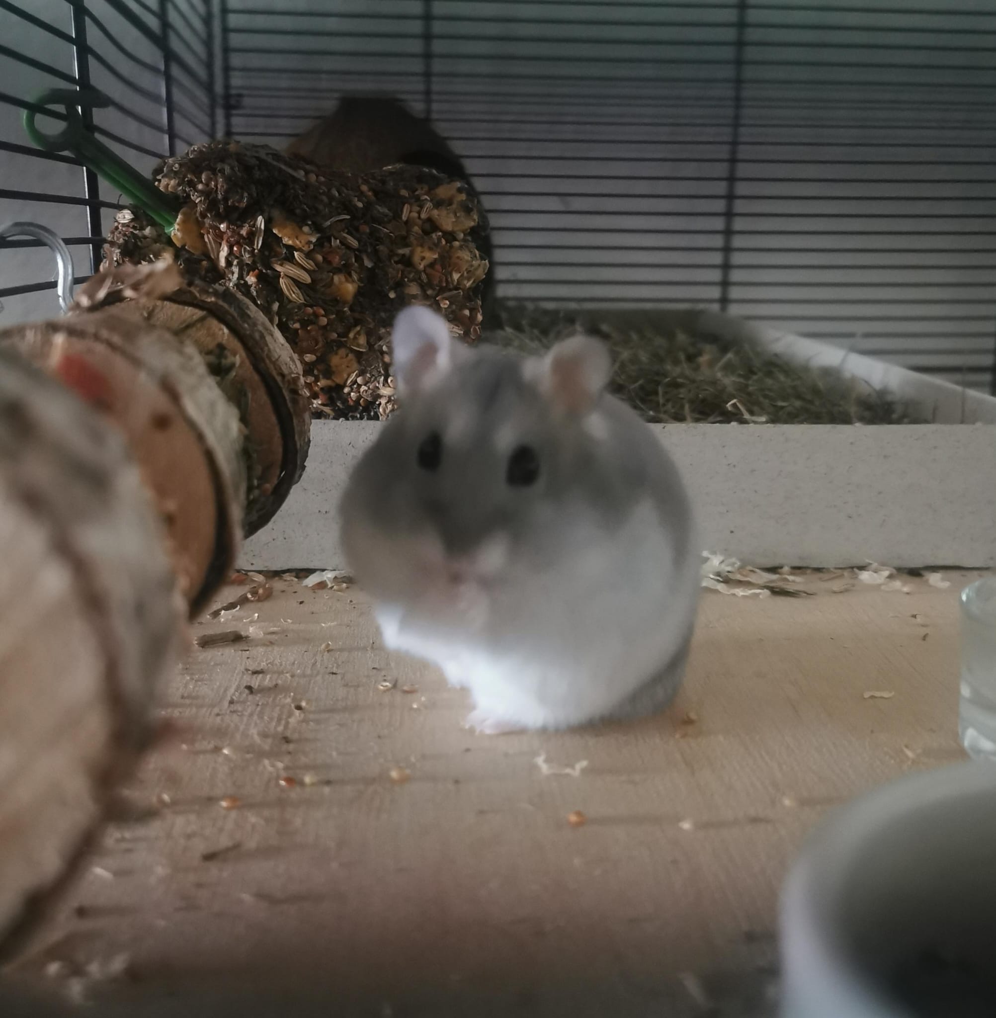 When god created my hamster | Scrolller