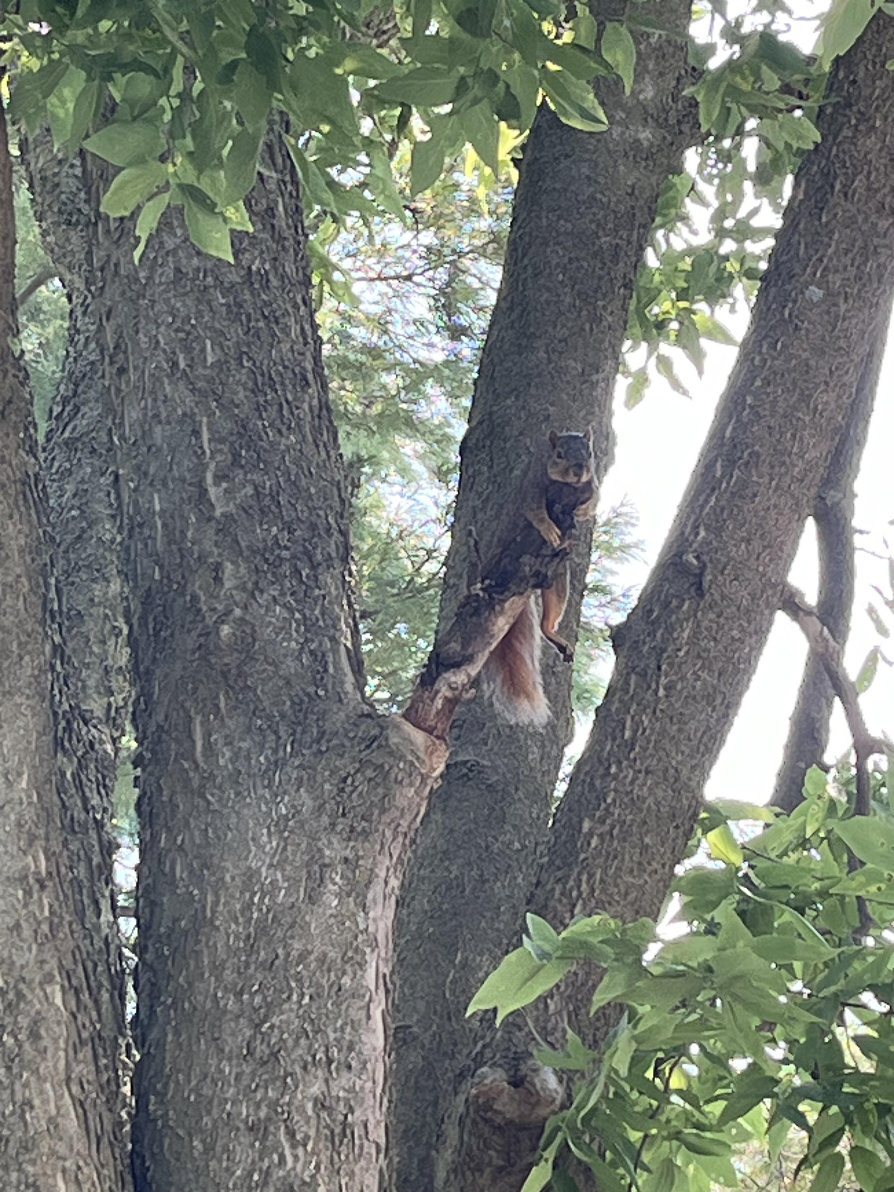 The watcher | Scrolller