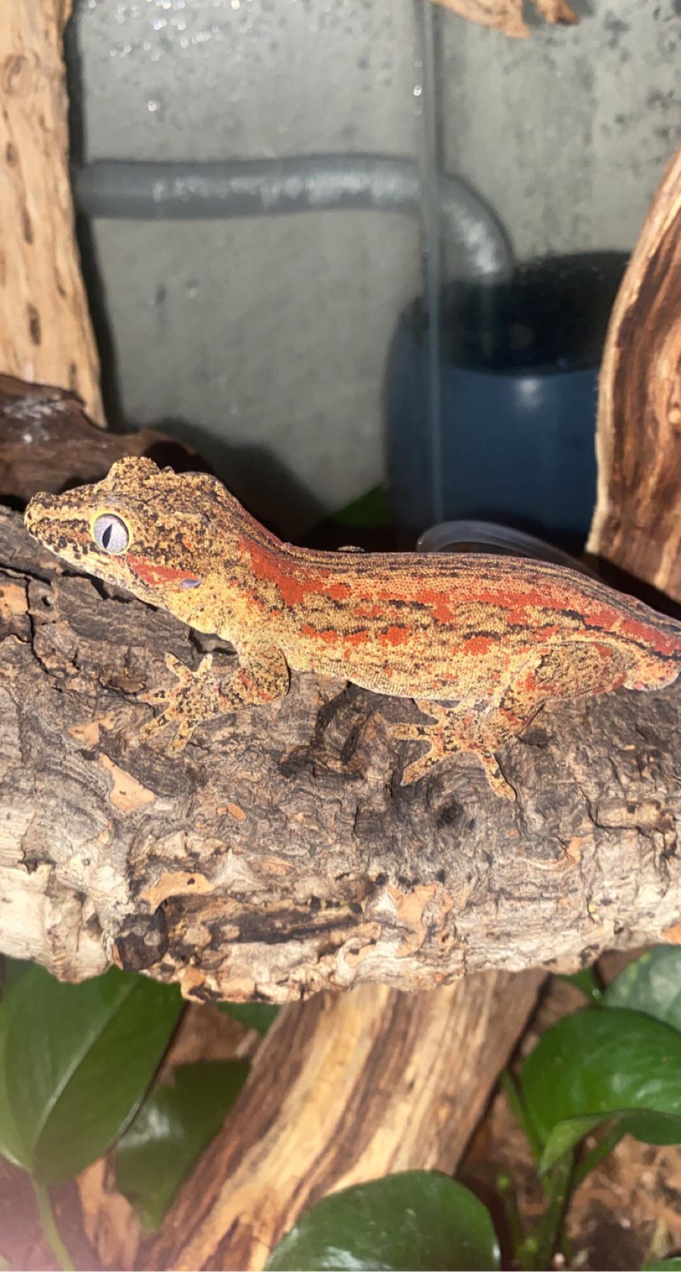 Fired up or down I adore this gargoyle gecko 😍 | Scrolller