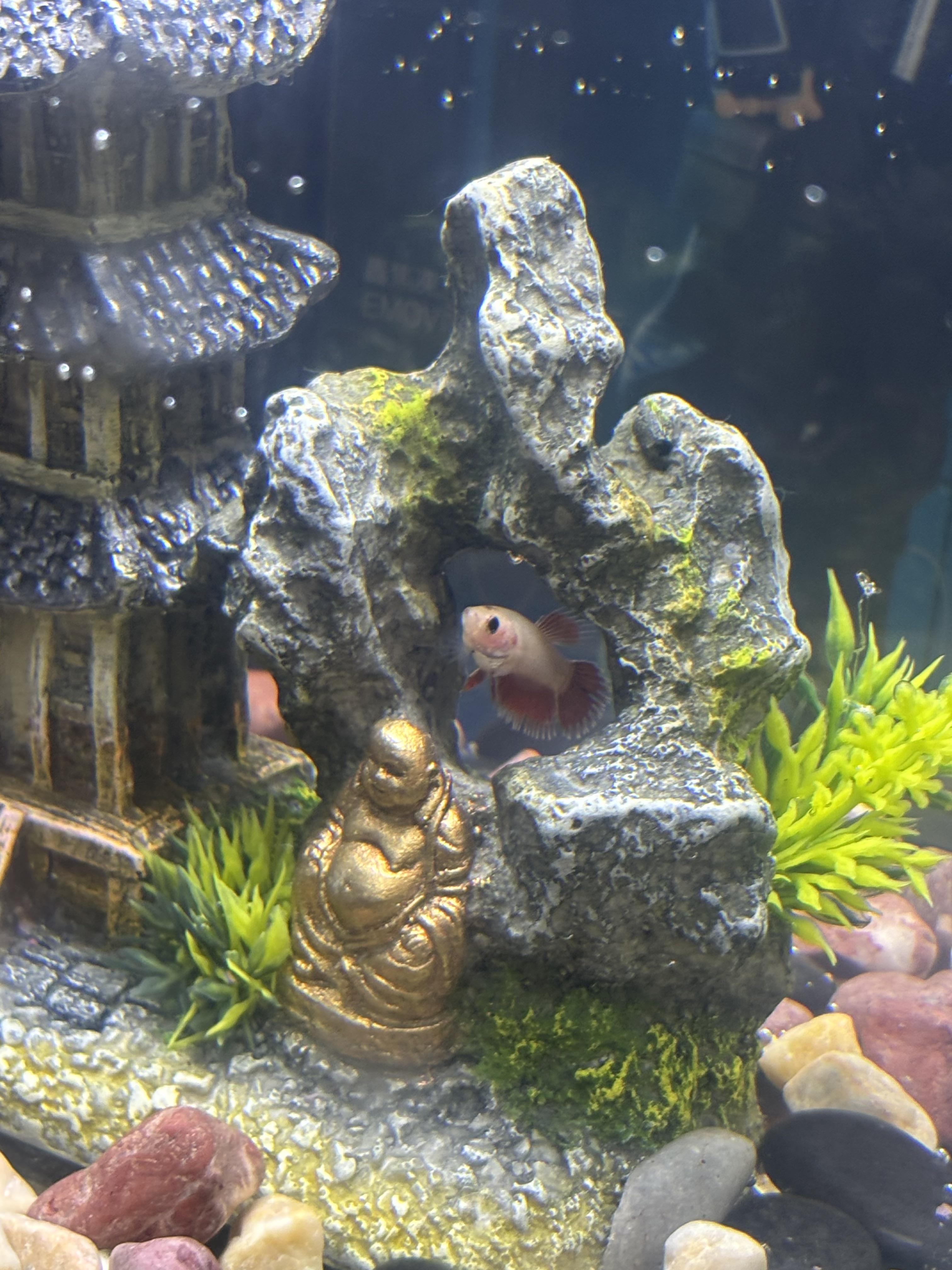 Picky betta??? | Scrolller