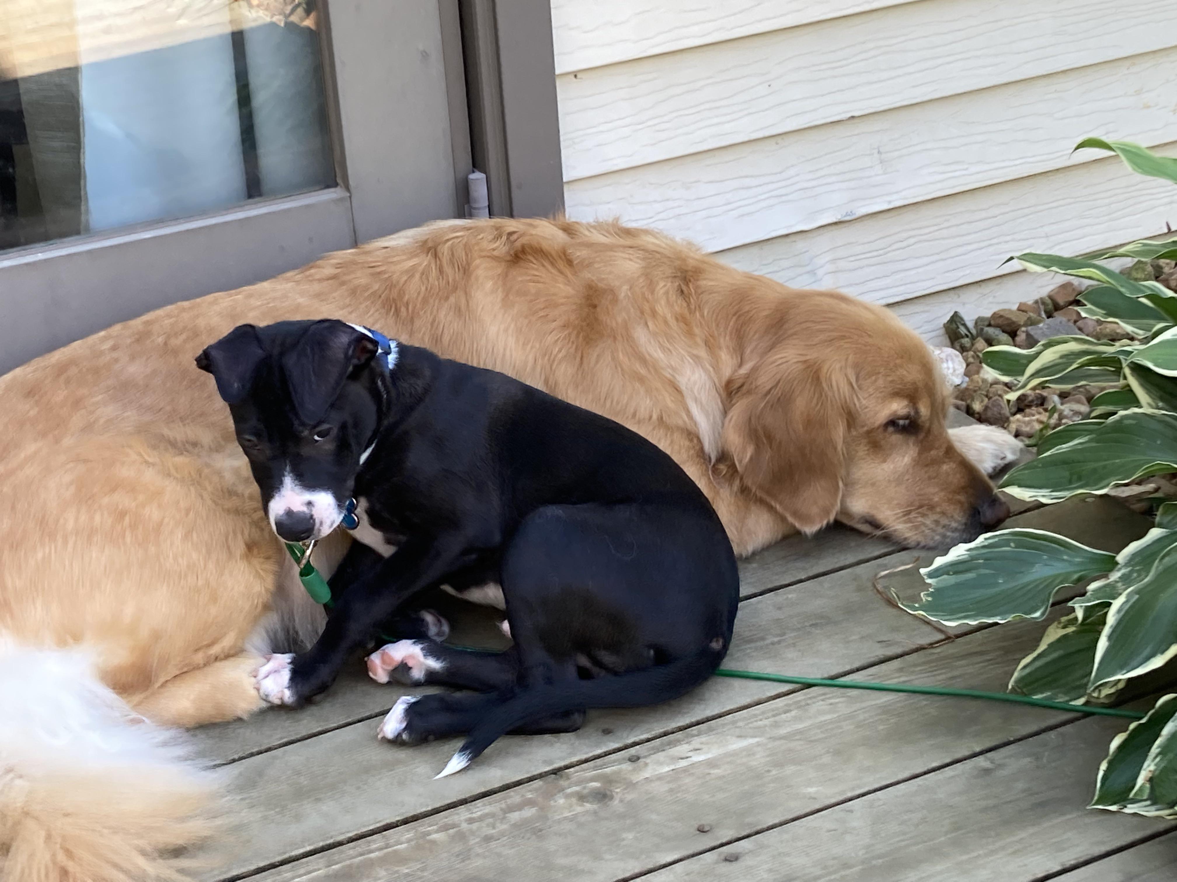 Discover more like Aww: [OC] Sleeping siblings and Related Content | Scrolller