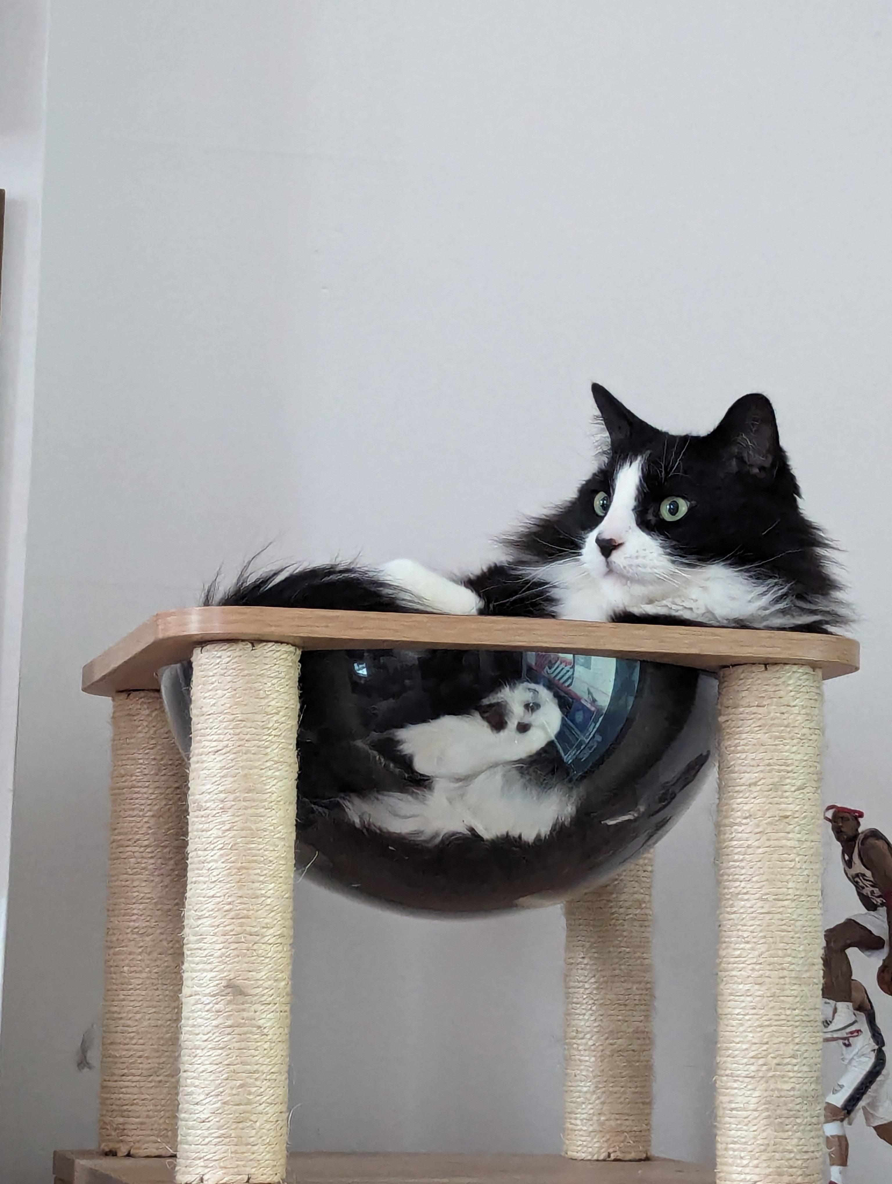 Discover more like TuxedoCats: My gorgeous boy Ernie aka Big Bubbas and Related Content | Scrolller