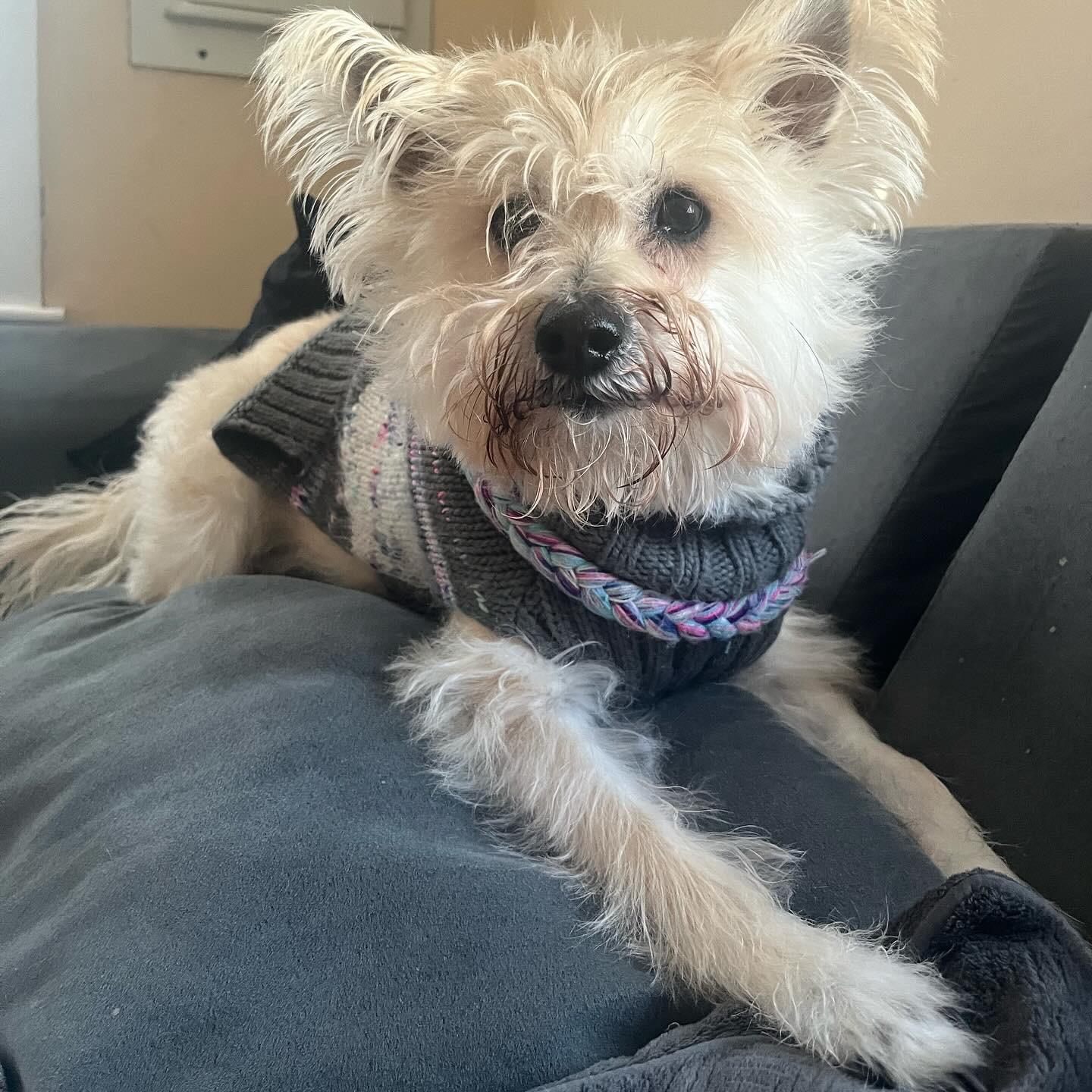 Part Pom Puppers | Scrolller