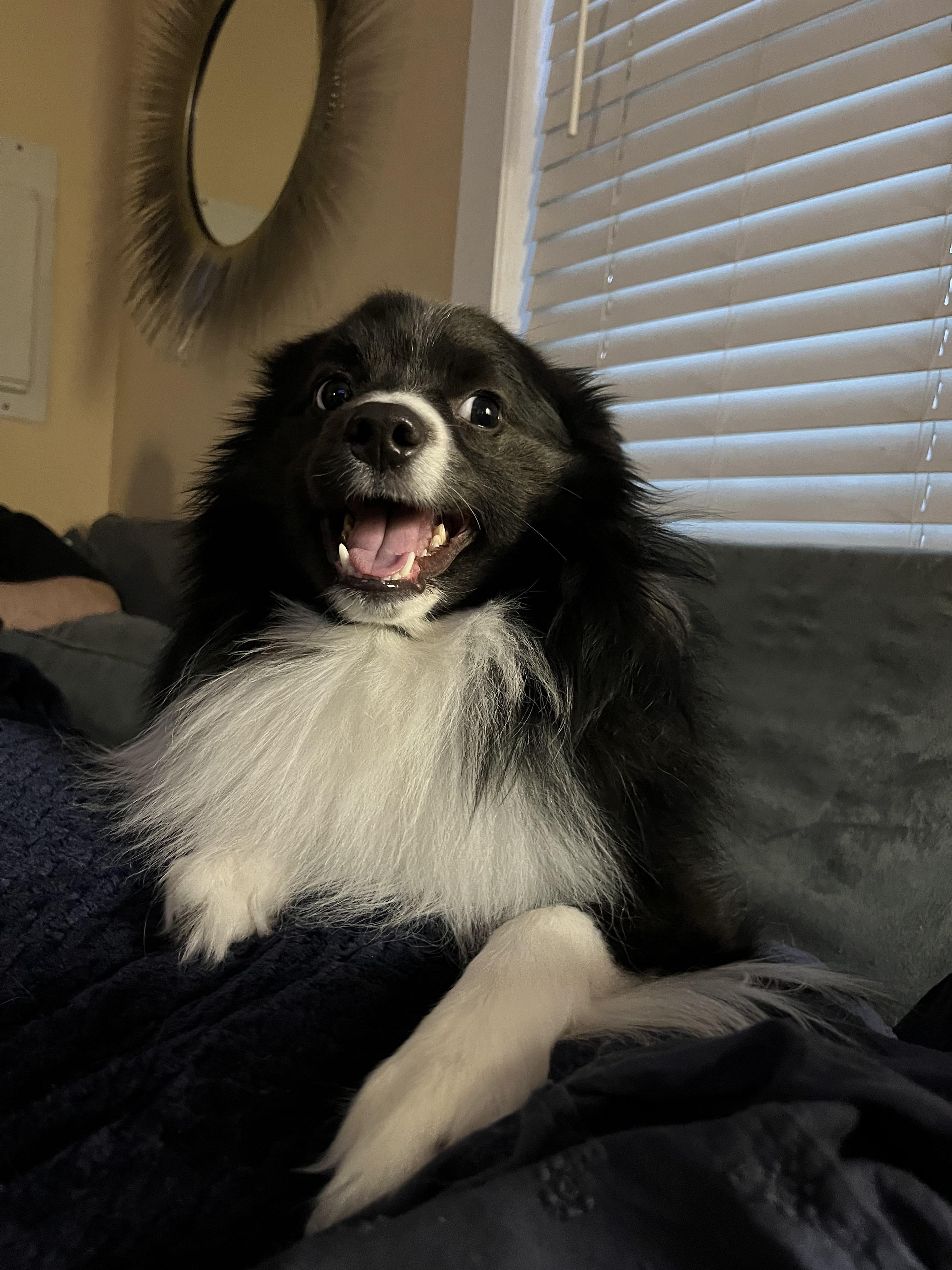 Part Pom Puppers | Scrolller