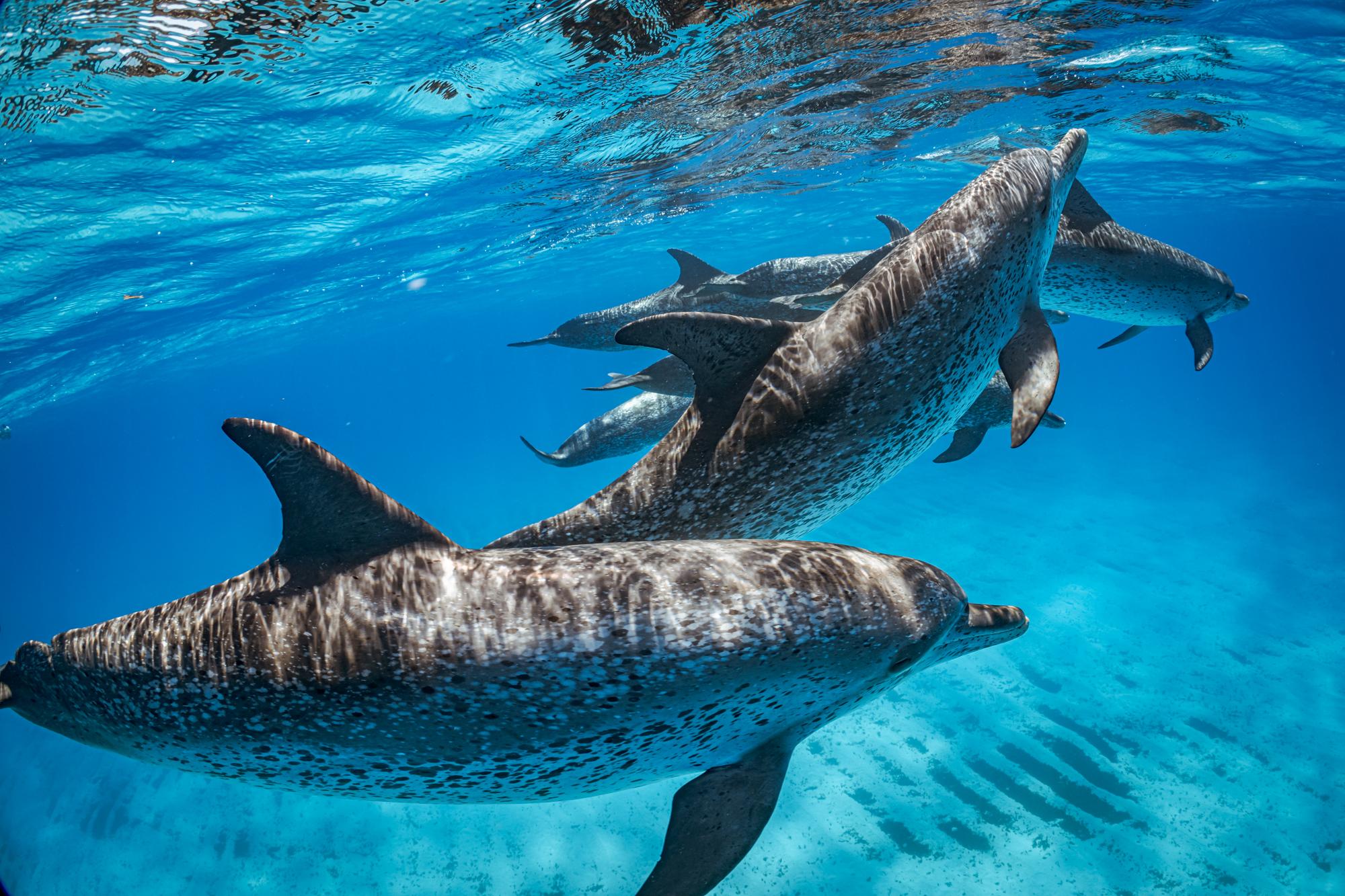 How sweet are these dolphins | Scrolller