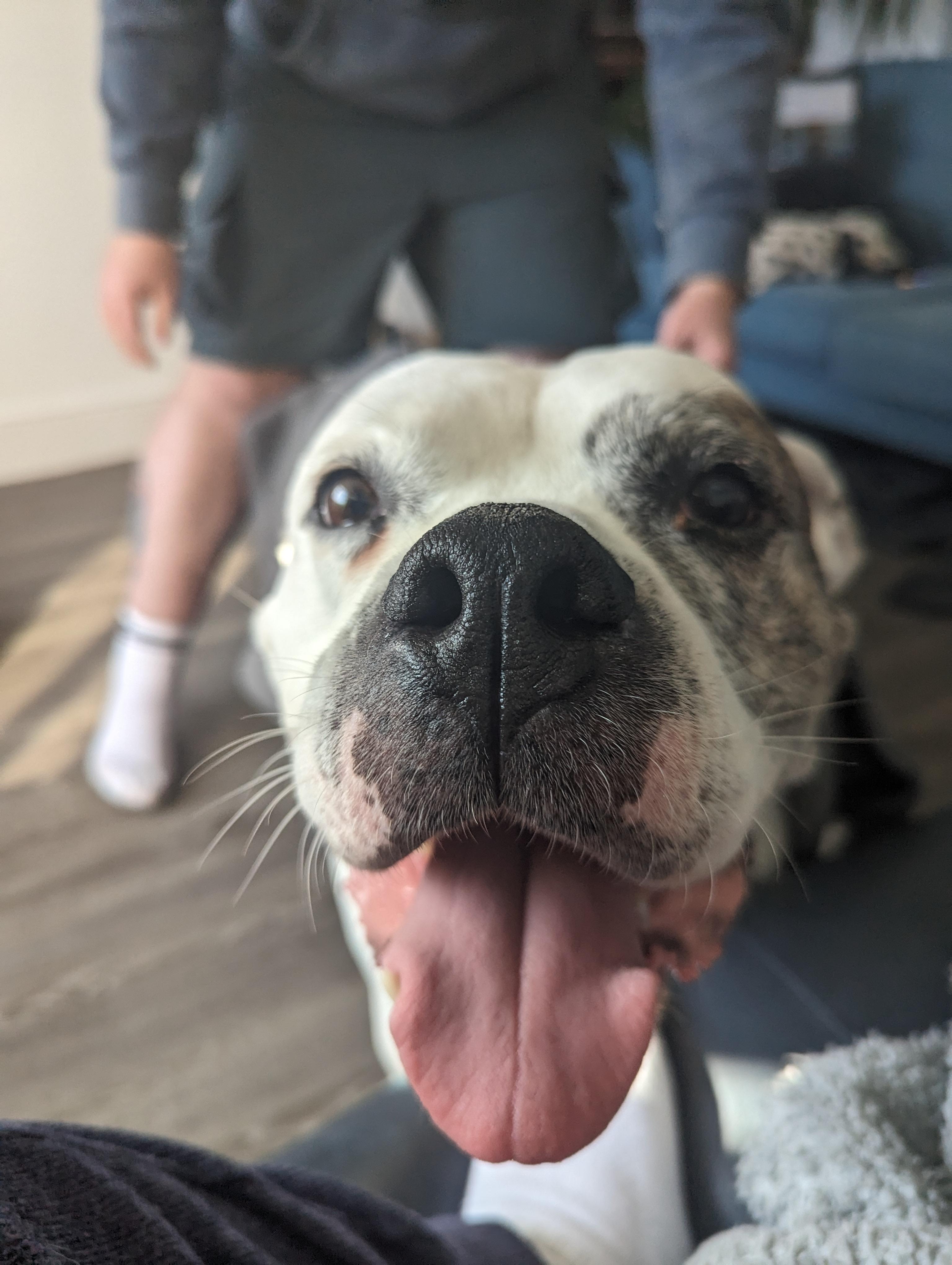 Please sharpen these photos for our foster dogs adoption profile | Scrolller