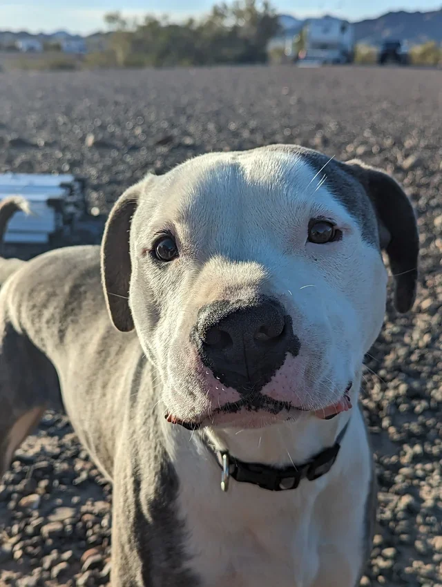 Its dangerous out there, take one of these. Now throw it, now throw it again | Scrolller