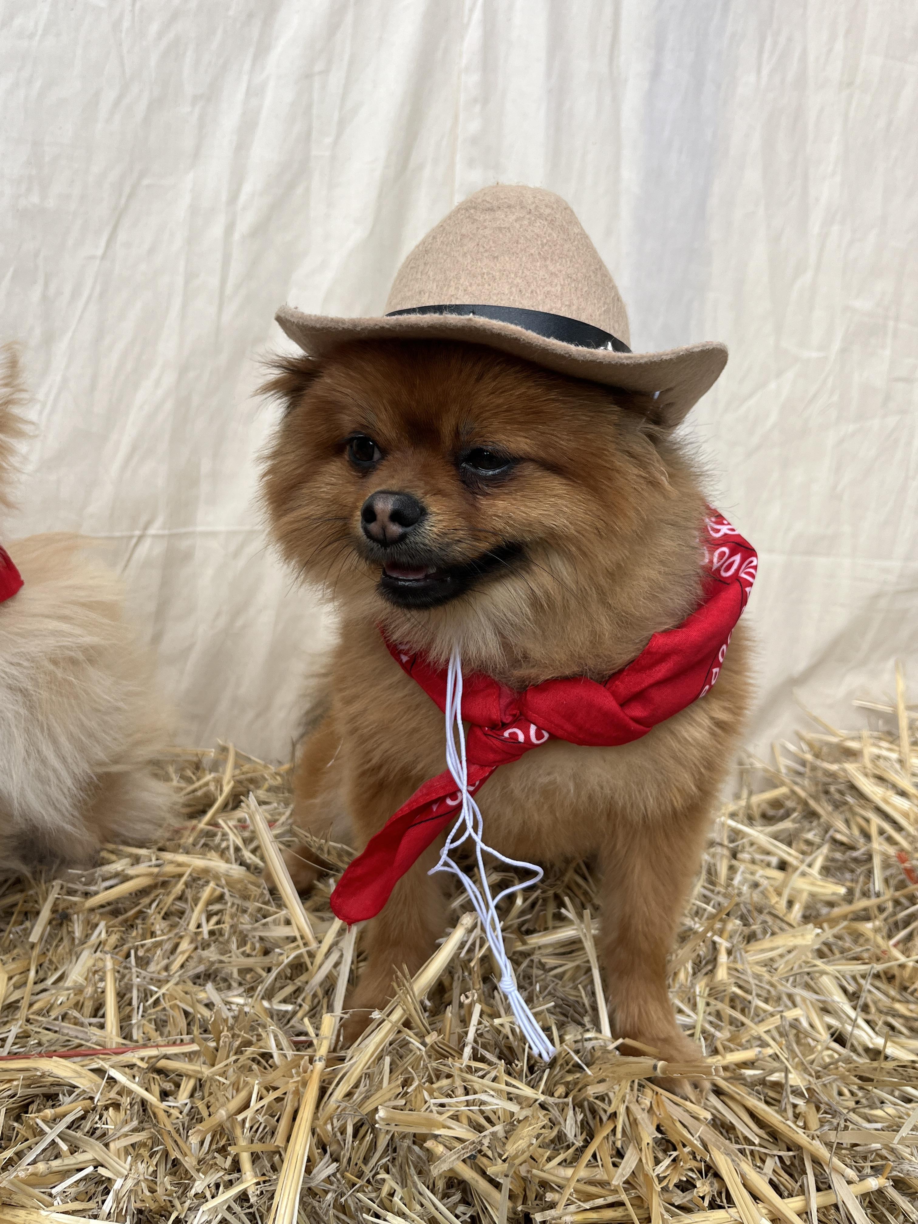 Wasabi & Tanuki off to the rodeo 🤠 | Scrolller